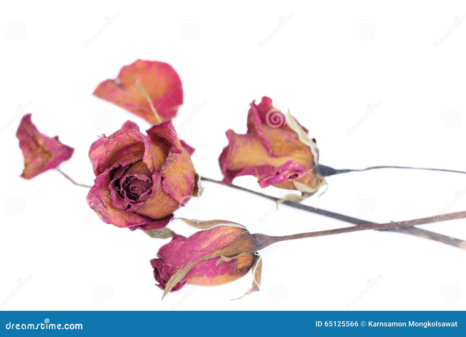 Withered Roses and Petals Scattered on White Background Stock Photo ...