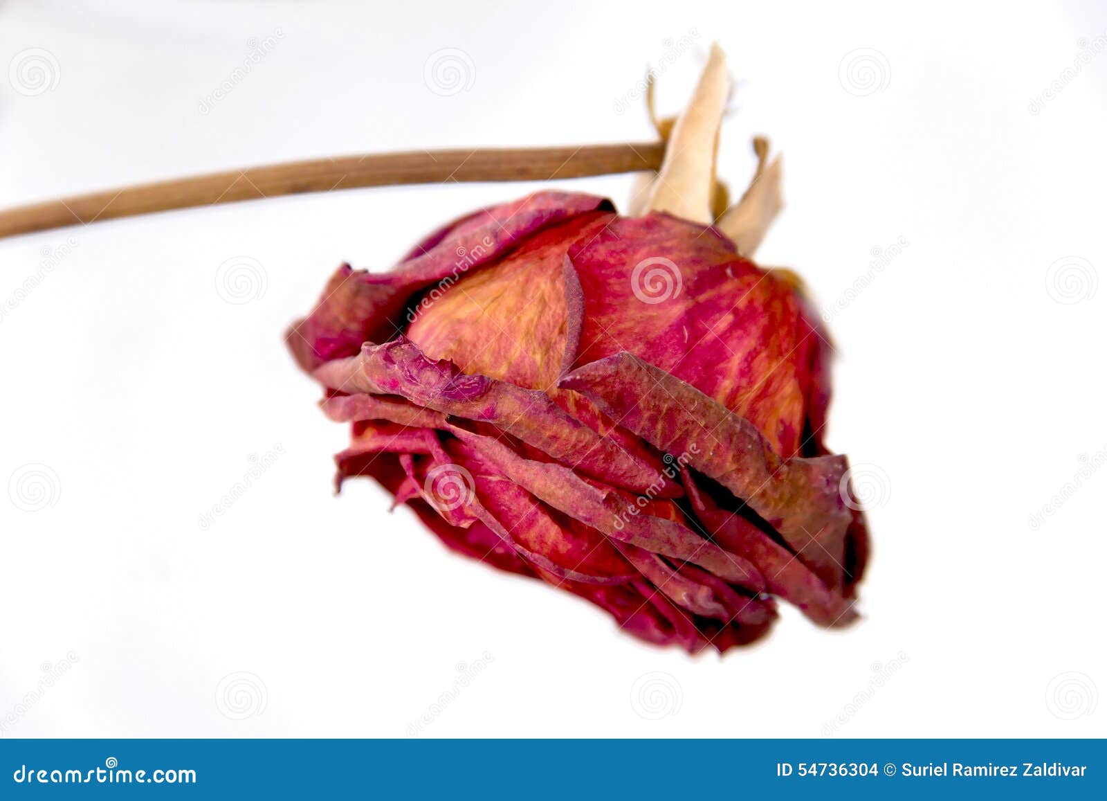 Withered roses stock photo. Image of vase, grey, roses - 54736304