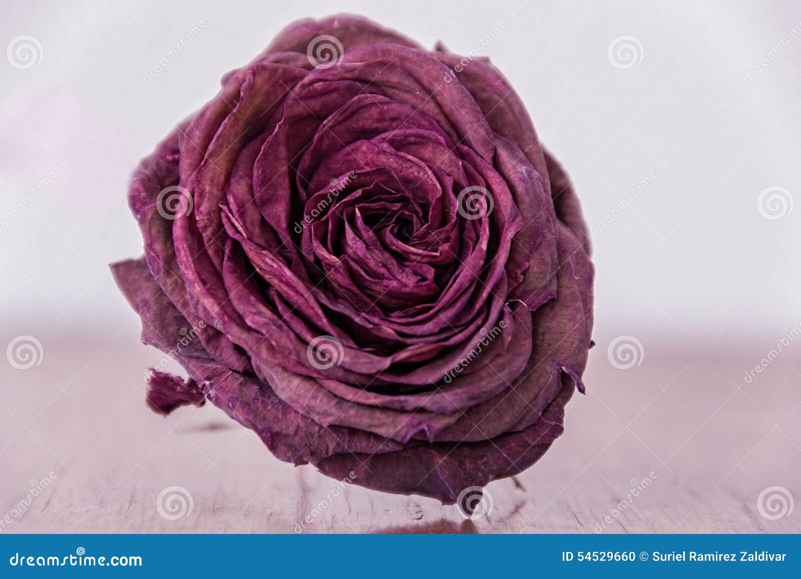 Withered roses stock photo. Image of table, flower, petals - 54529660