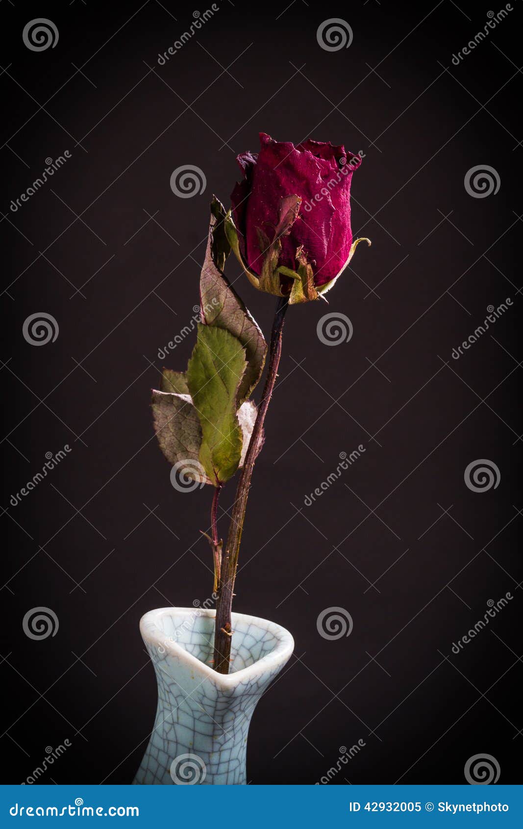 Withered roses in vase stock image. Image of bottle, interior - 42932005