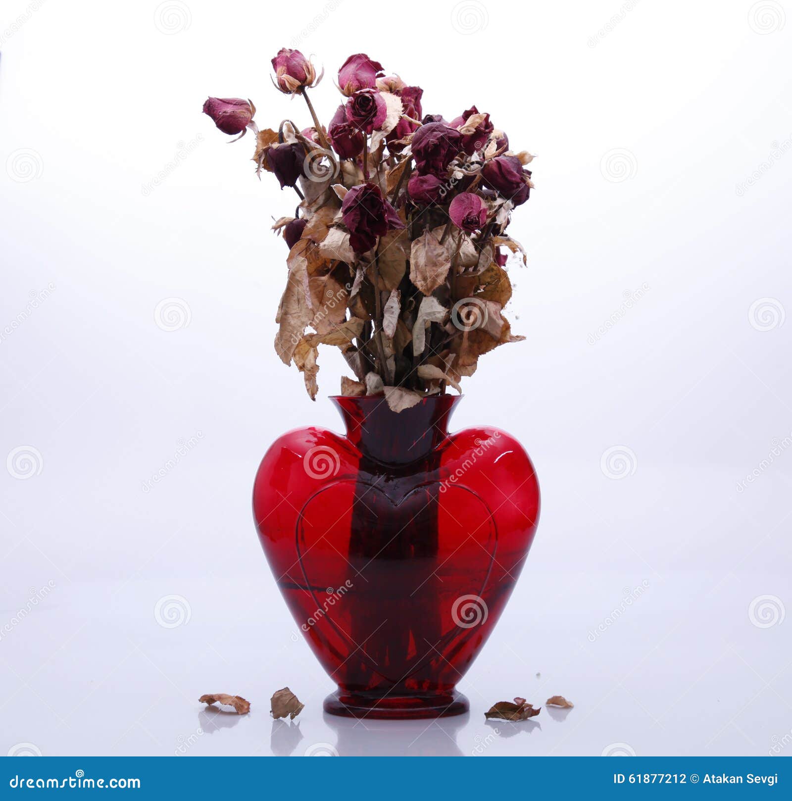 Withered Roses in a Vase Sembolizing End of Love Stock Photo - Image of ...