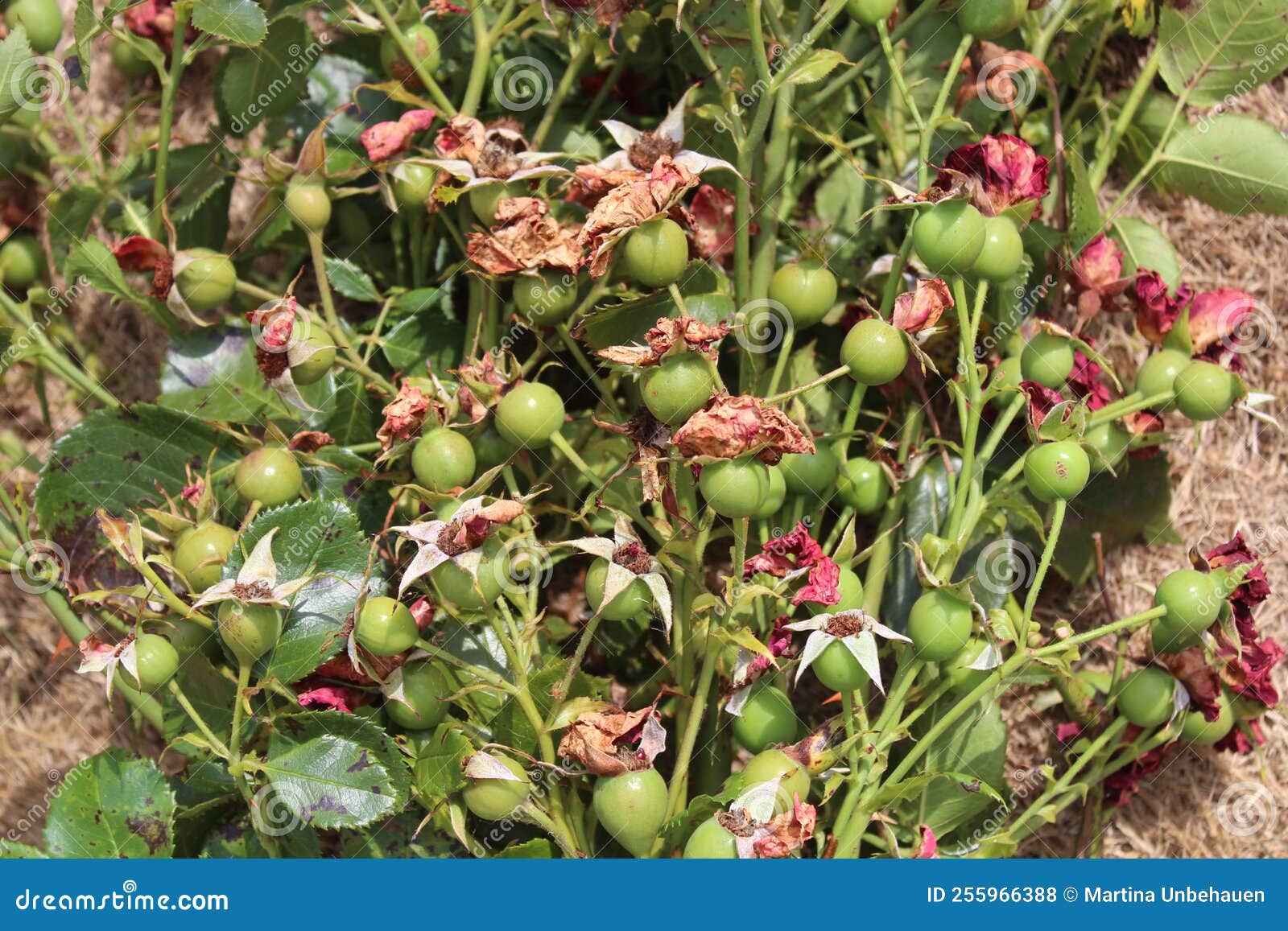 Withered roses stock photo. Image of garden, witheredroses - 255966388