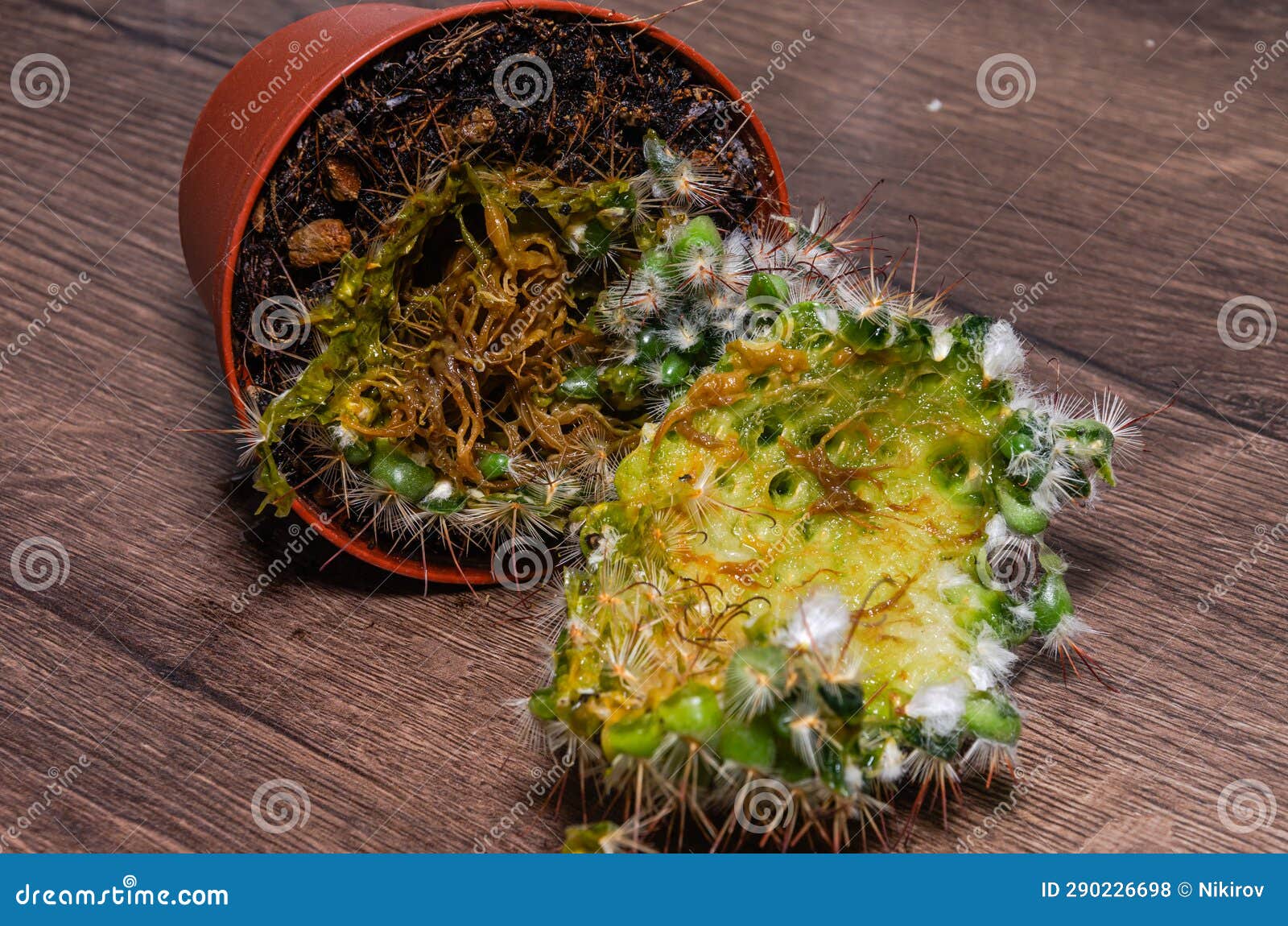 Withered Rotten Cactus Flower in a Pot Stock Photo - Image of flora ...