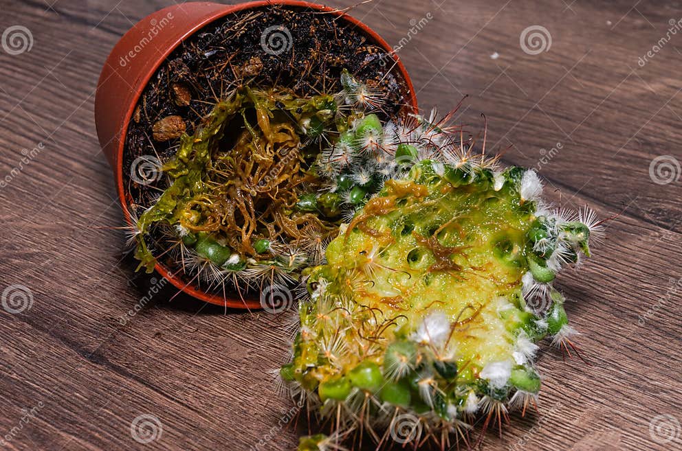 Withered Rotten Cactus Flower in a Pot Stock Photo - Image of flora ...