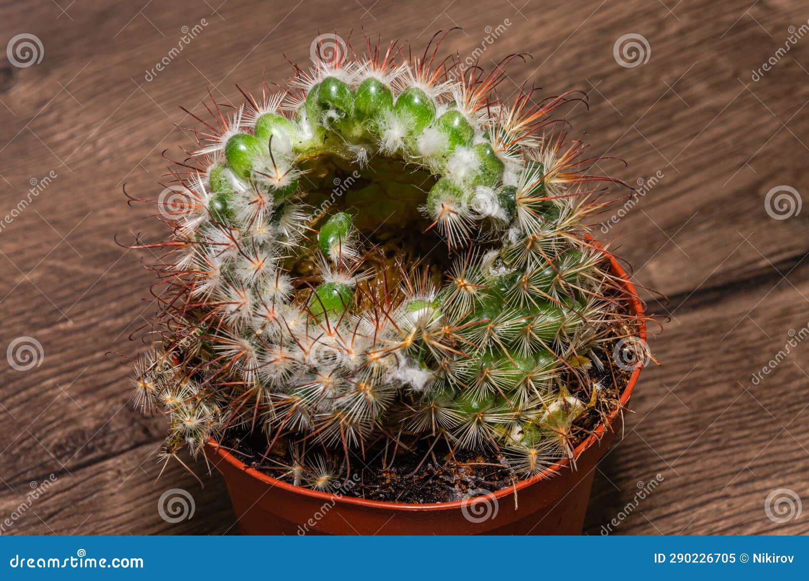 Withered Rotten Cactus Flower in a Pot Stock Image - Image of wither ...