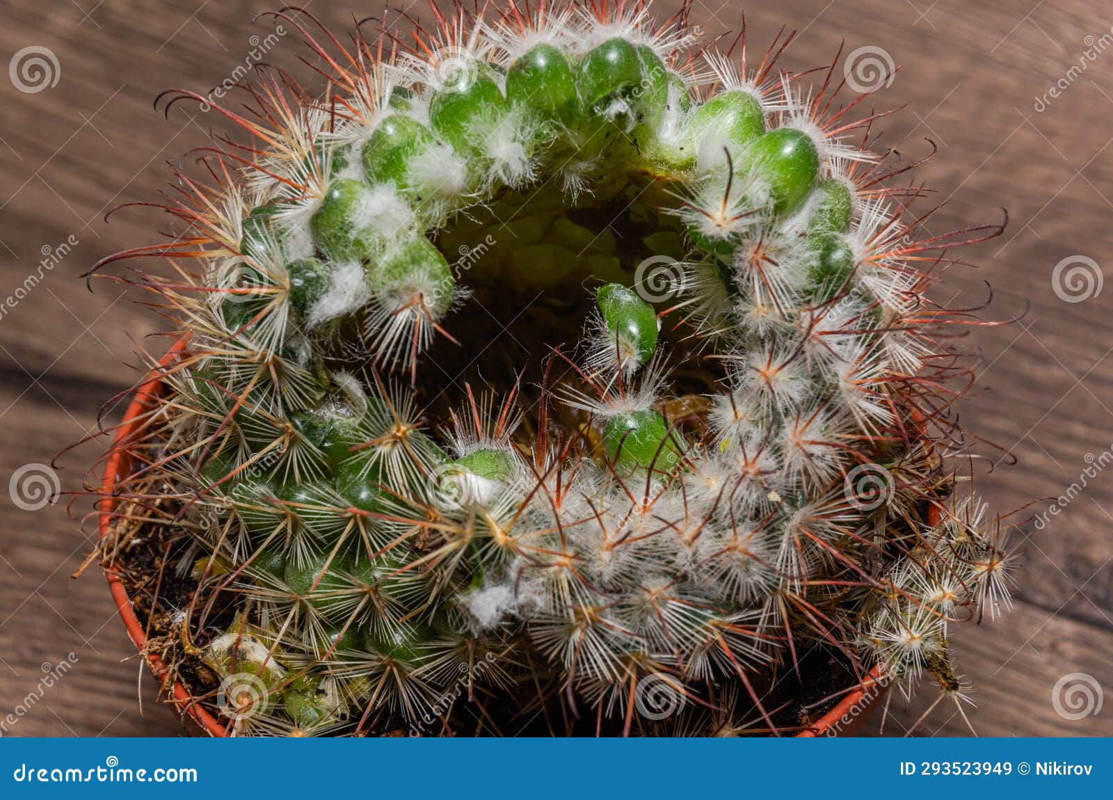 Withered Rotten Cactus Flower in a Pot Stock Image - Image of natural ...