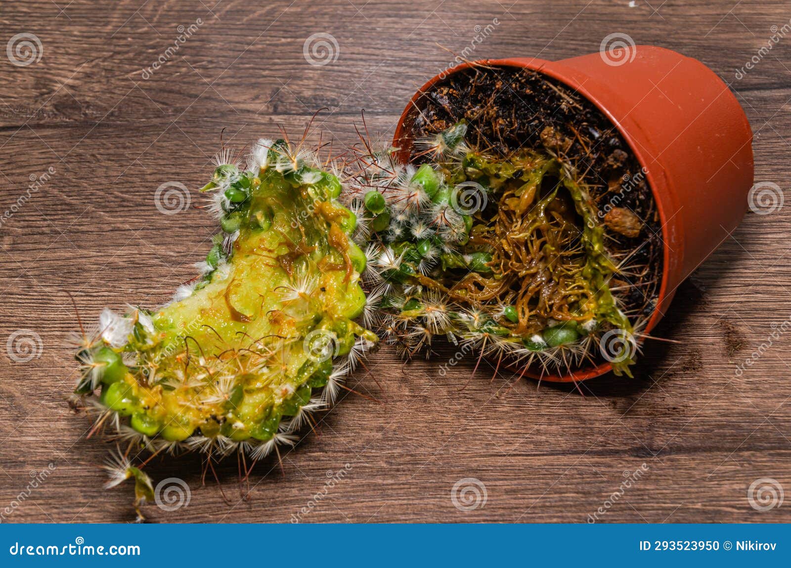 Withered Rotten Cactus Flower in a Pot Stock Photo - Image of tree ...