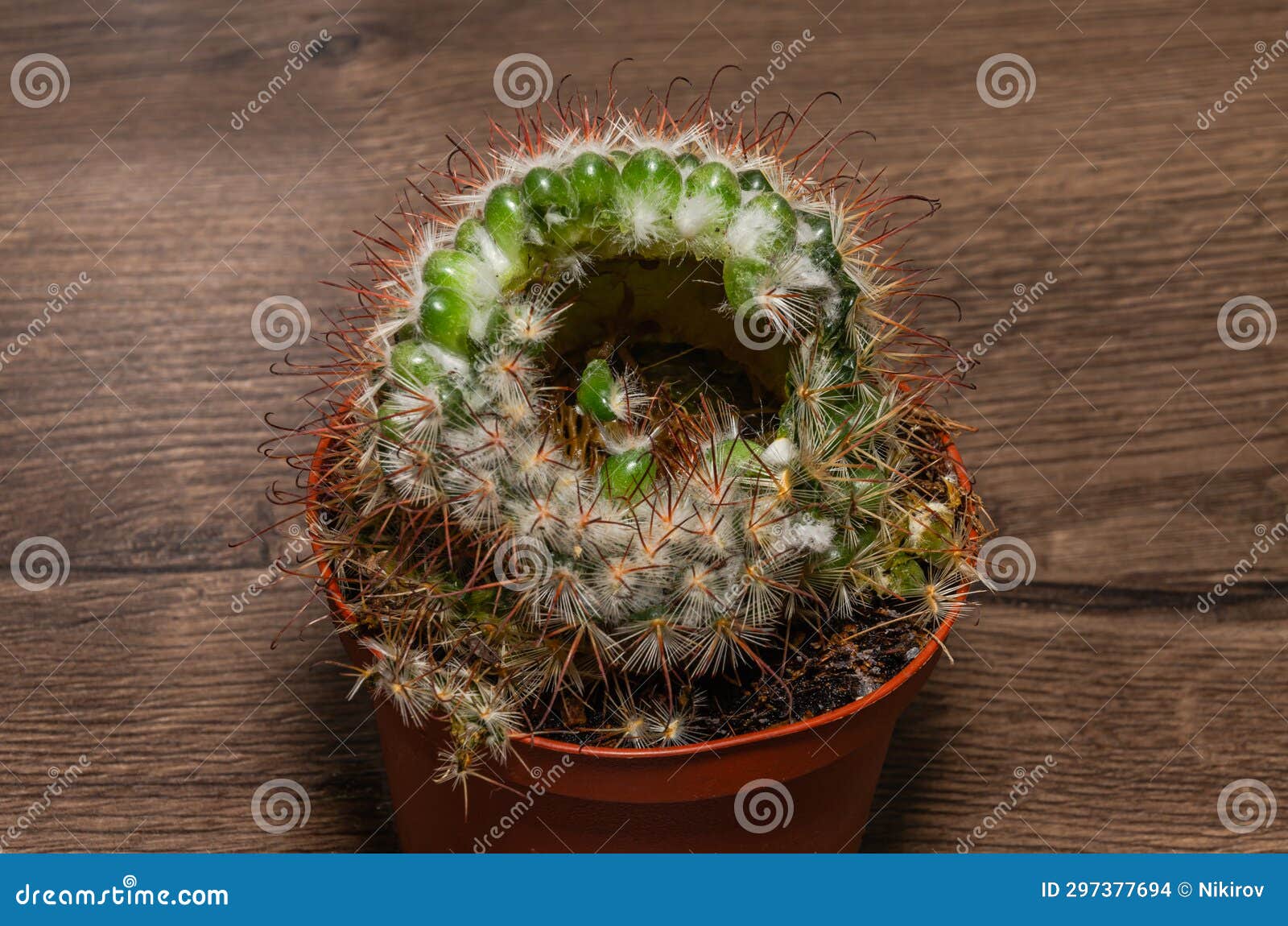 Withered Rotten Cactus Flower in a Pot Stock Photo - Image of blossom ...