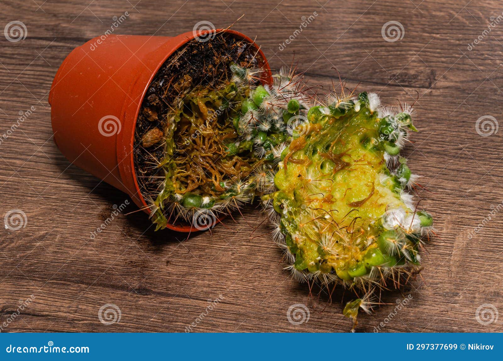 Withered Rotten Cactus Flower in a Pot Stock Image - Image of flower ...