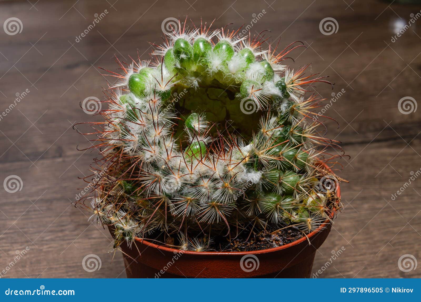 Withered Rotten Cactus Flower in a Pot Stock Image - Image of ...