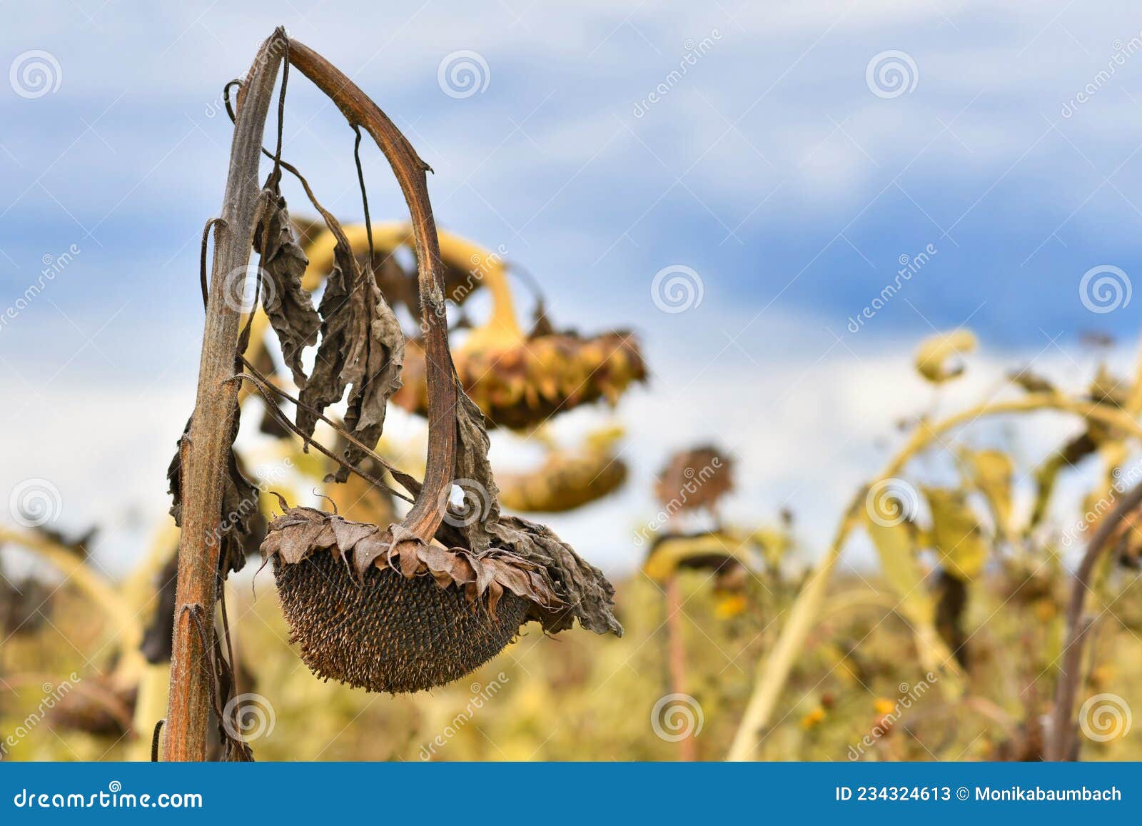 Withered and Rotting Sunflower with Black and Missing Seeds Stock Image ...