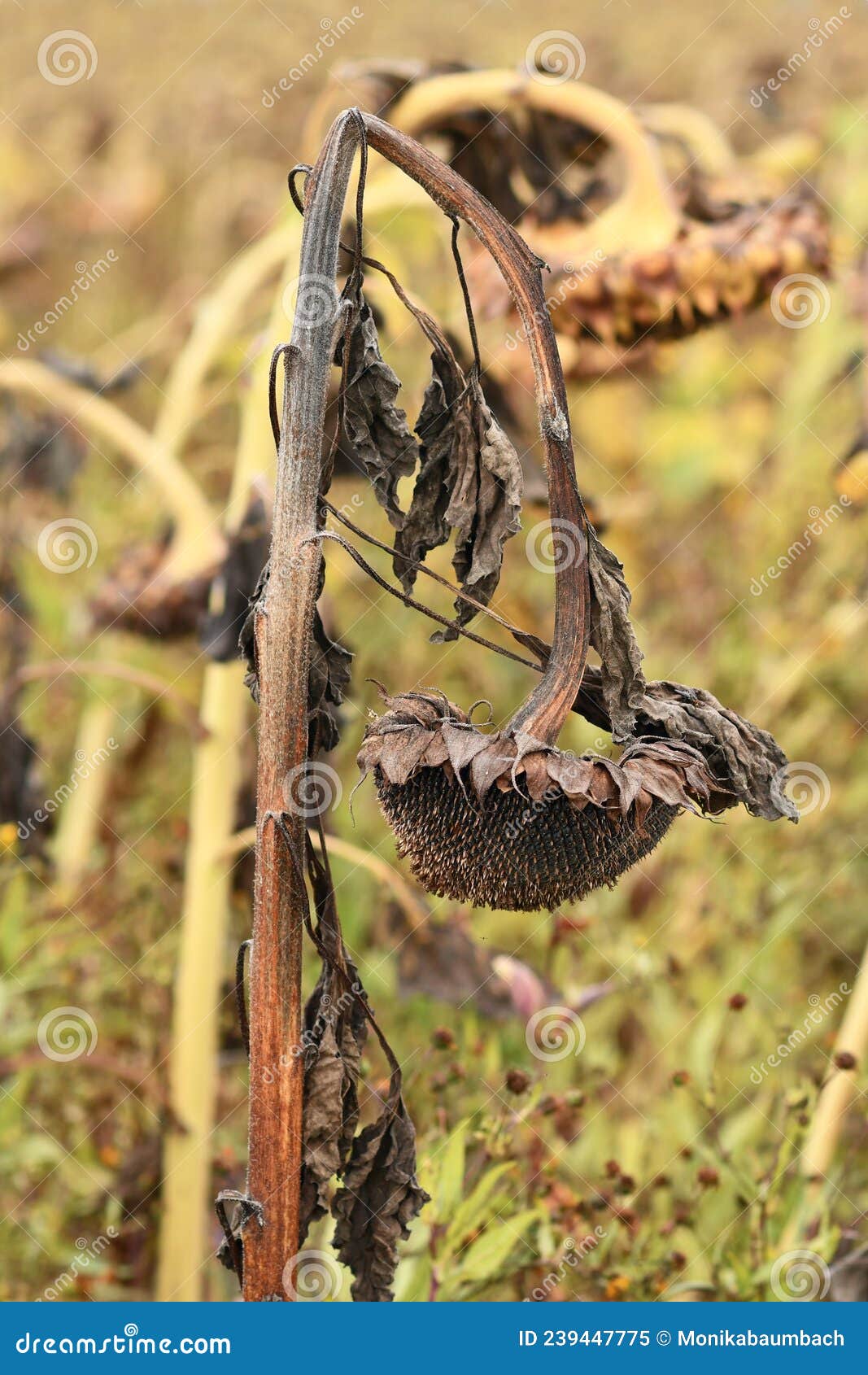 Withered and Rotting Sunflower Stock Image - Image of leaf, natural ...