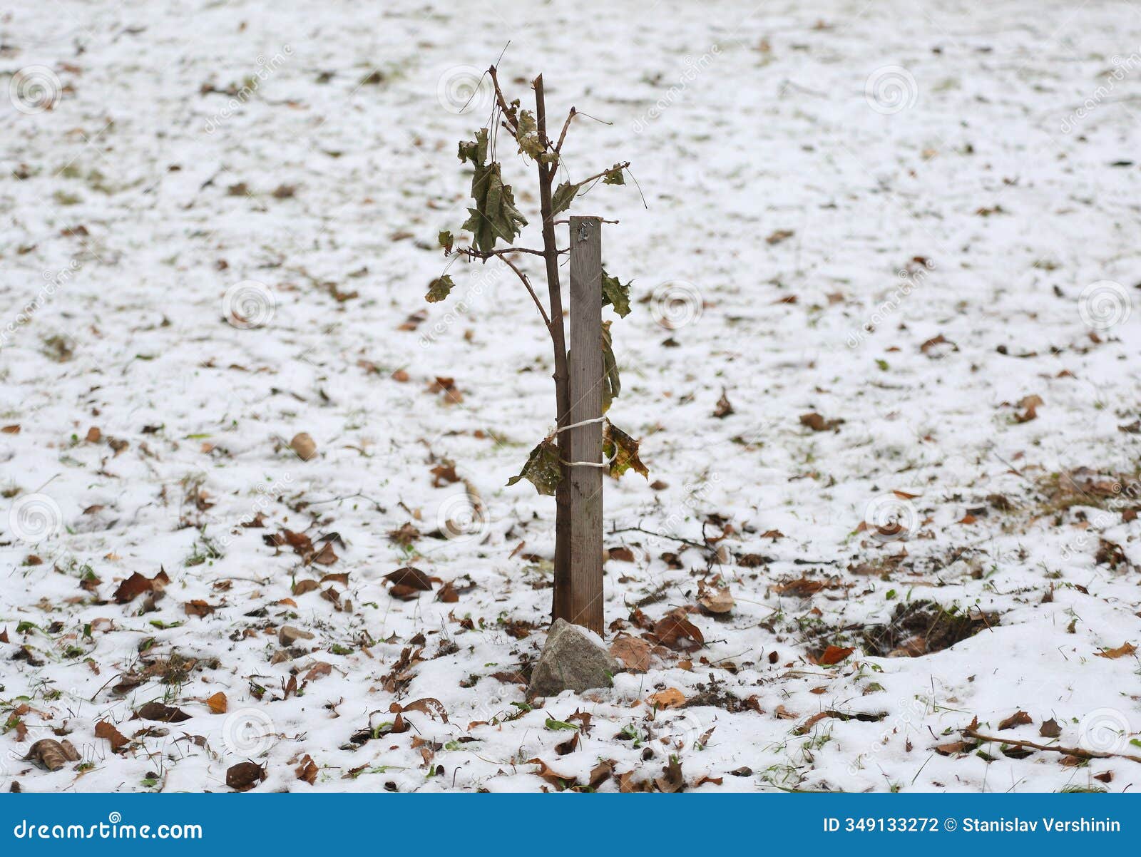 Withered Sapling Tied To a Peg on a Snow-covered Lawn Stock Photo ...