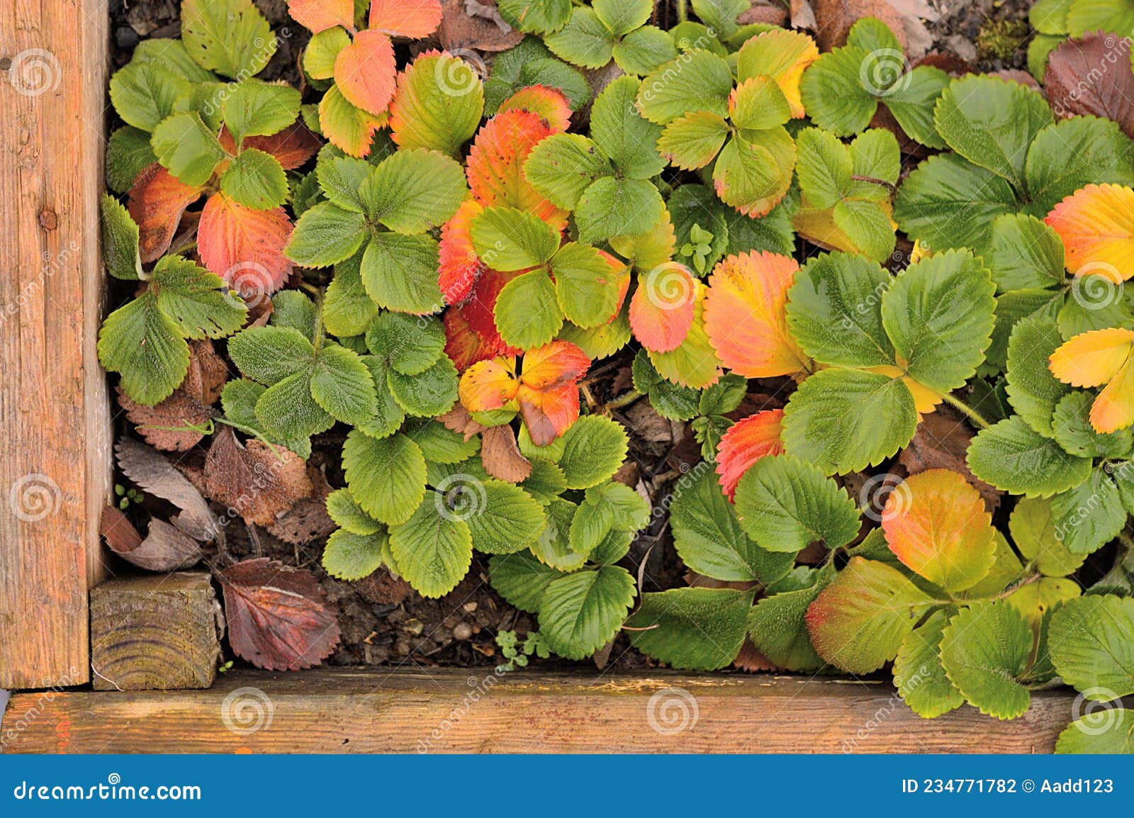 Withered Seedlings Strawberries in a Wooden Box Stock Photo - Image of ...