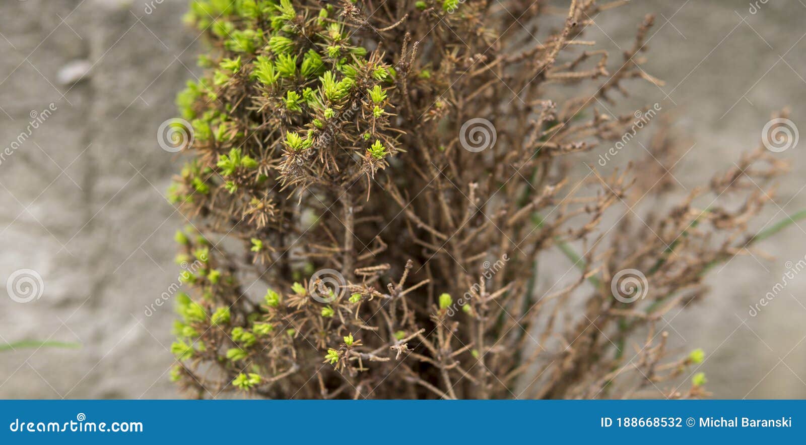 Almost Withered Small Evergreen Tree Stock Photo - Image of garden ...