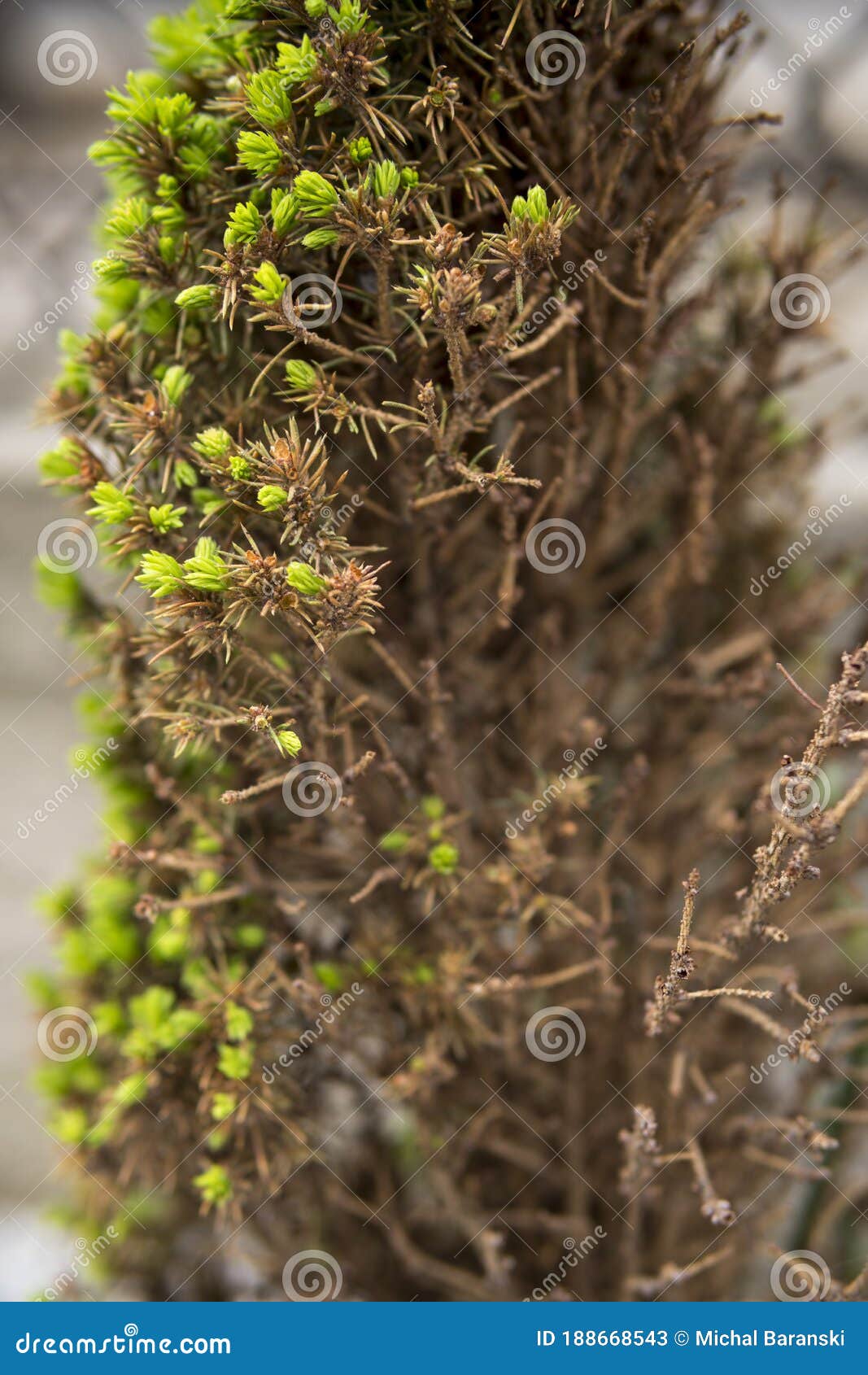 Almost Withered Small Evergreen Tree Stock Image - Image of macro, tree ...
