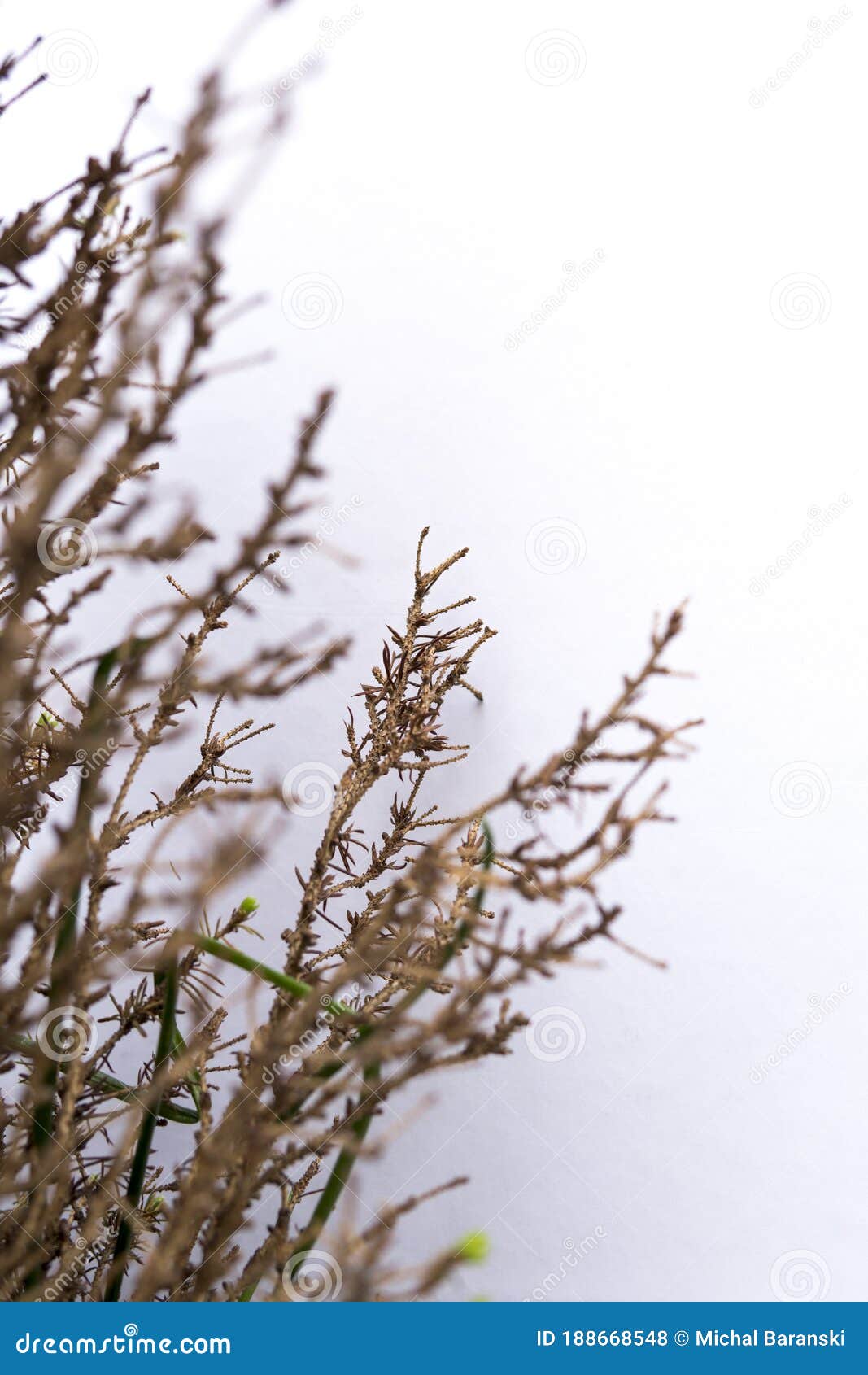 Almost Withered Small Evergreen Tree Stock Photo - Image of macro ...