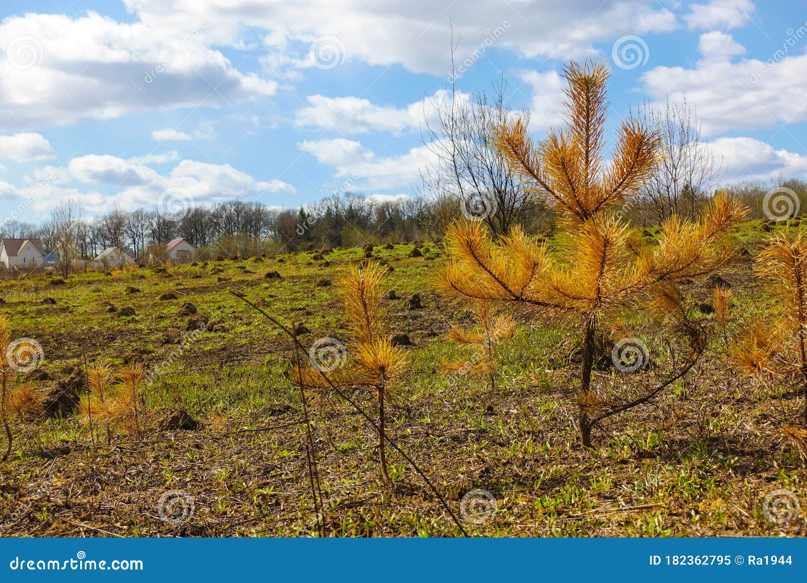 Withered Small Tree. Fir Tree with Yellow Needles Stock Image - Image ...