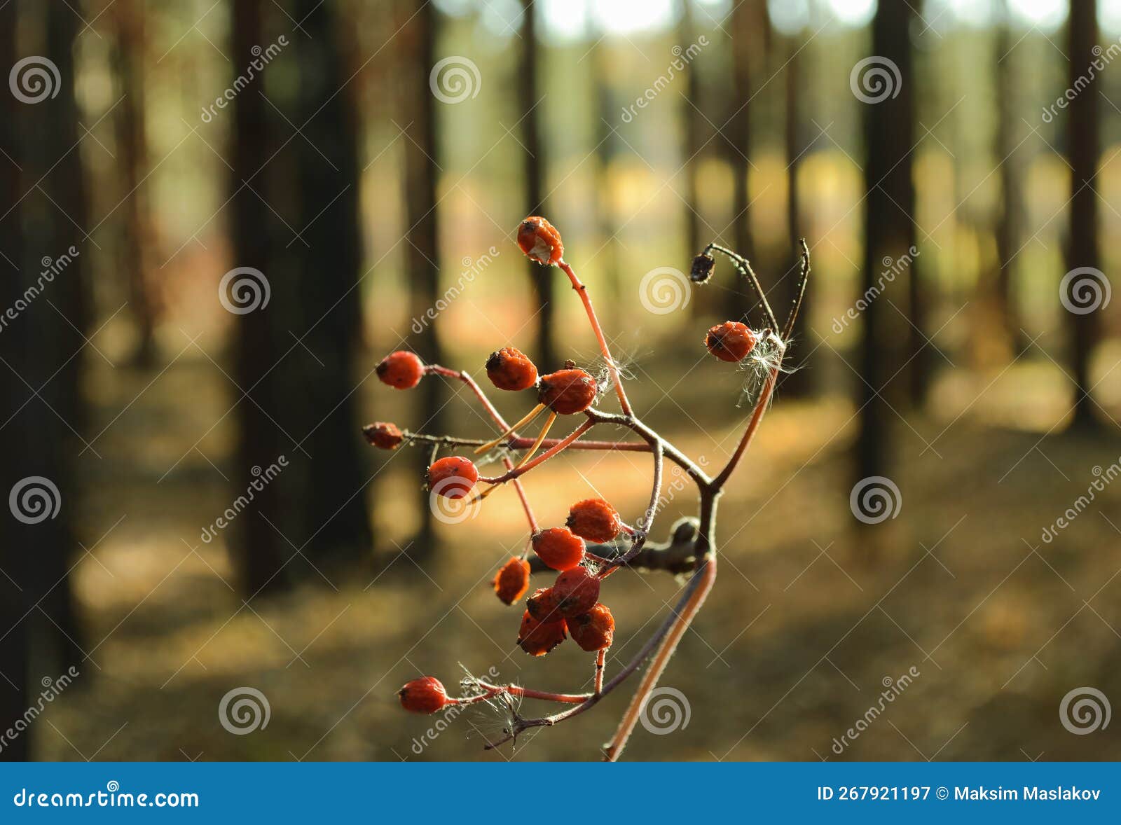Withered Small Wild Apples in the Forest on a Curved Branch Stock Image ...