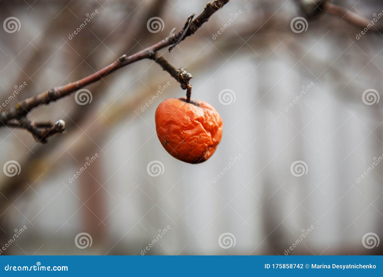 A Withered Spoiled Red Apple on a Branch Stock Photo - Image of autumn ...