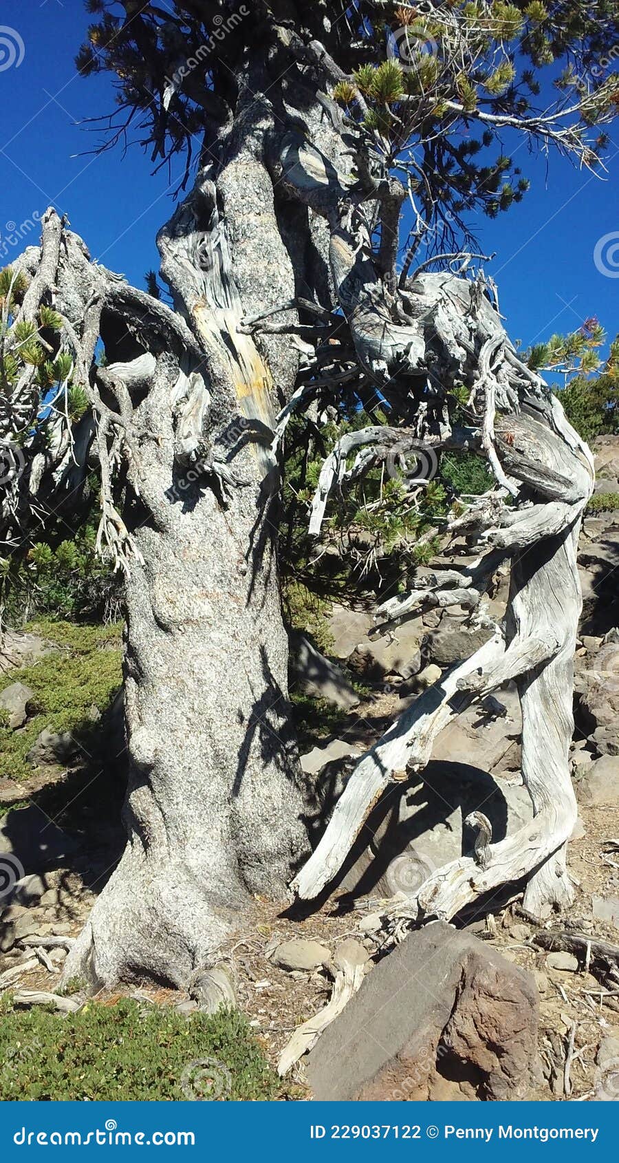 Withered spooky trees stock photo. Image of trees, withered - 229037122