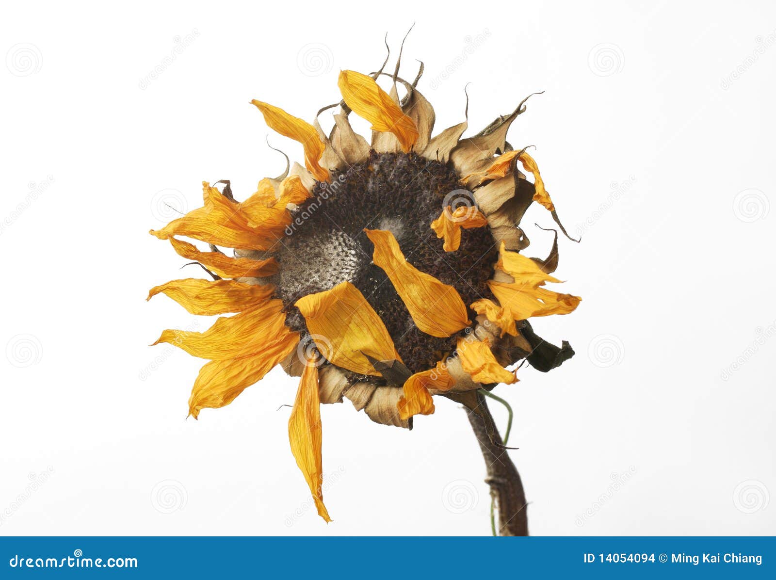 Withered sunflower stock photo. Image of wither, gloomy - 14054094