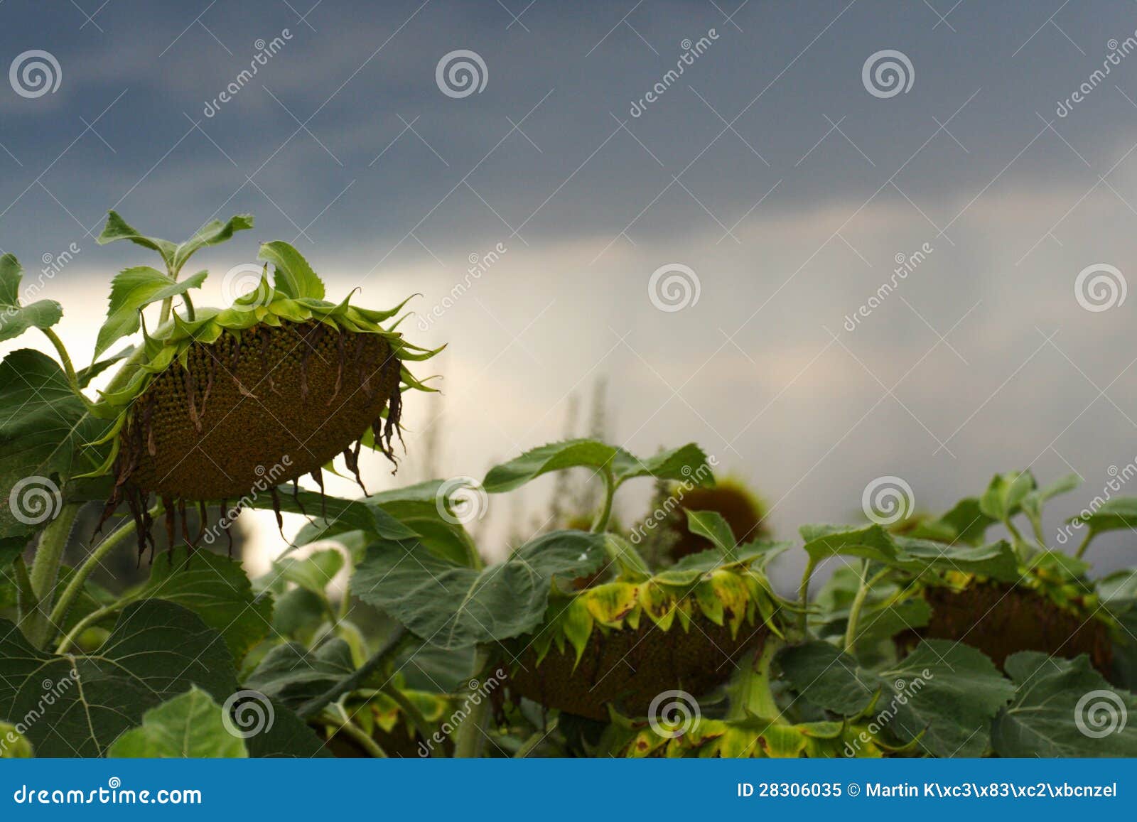 Withered sunflower stock image. Image of seed, healthy - 28306035