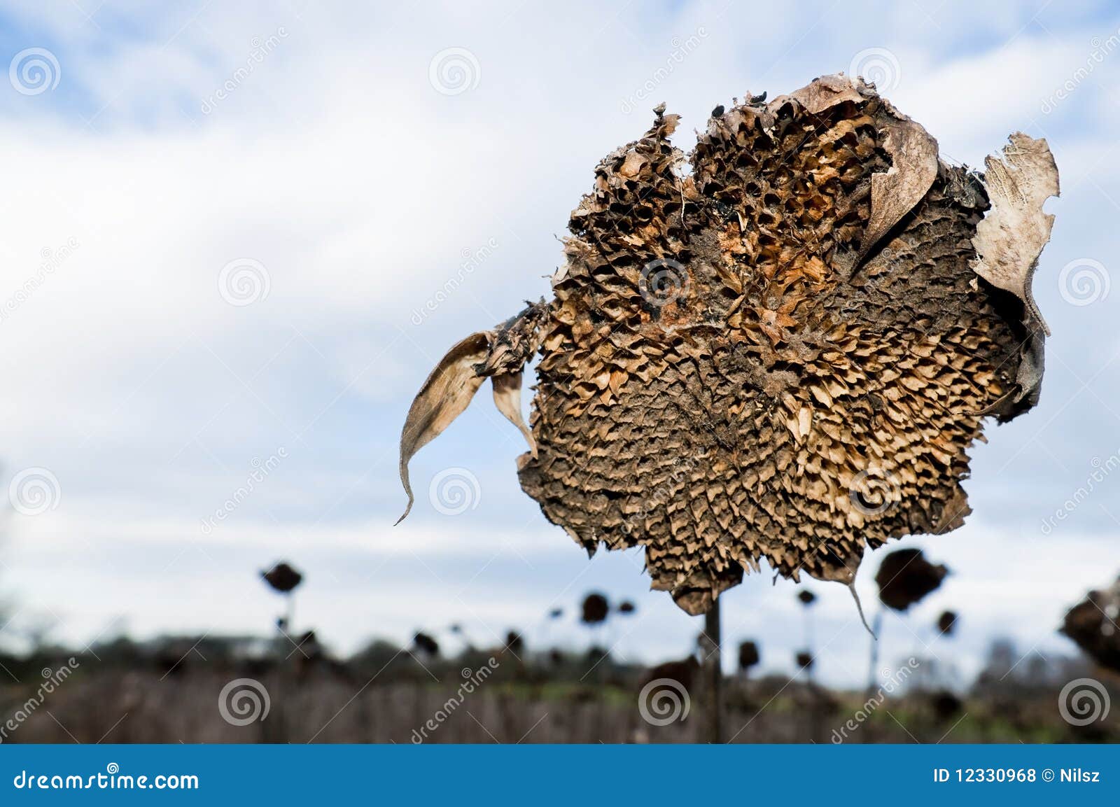 Withered sunflower field stock photo. Image of leaves - 12330968