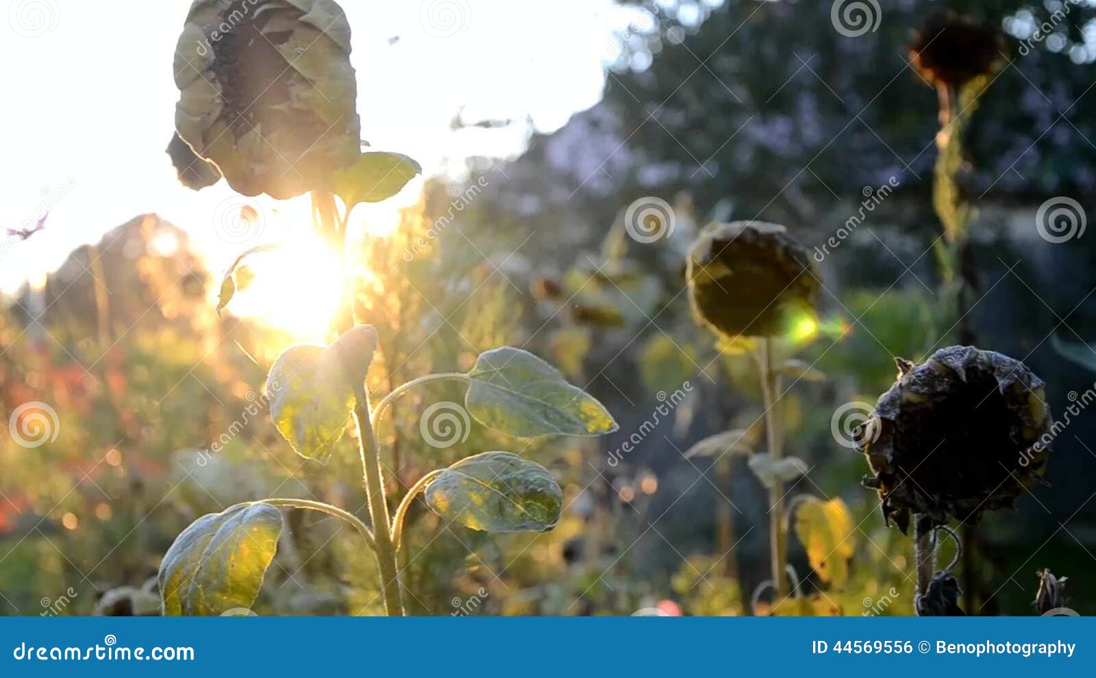 Withered Sunflower at Sunset in the Embrace of the Sun S Rays Stock ...