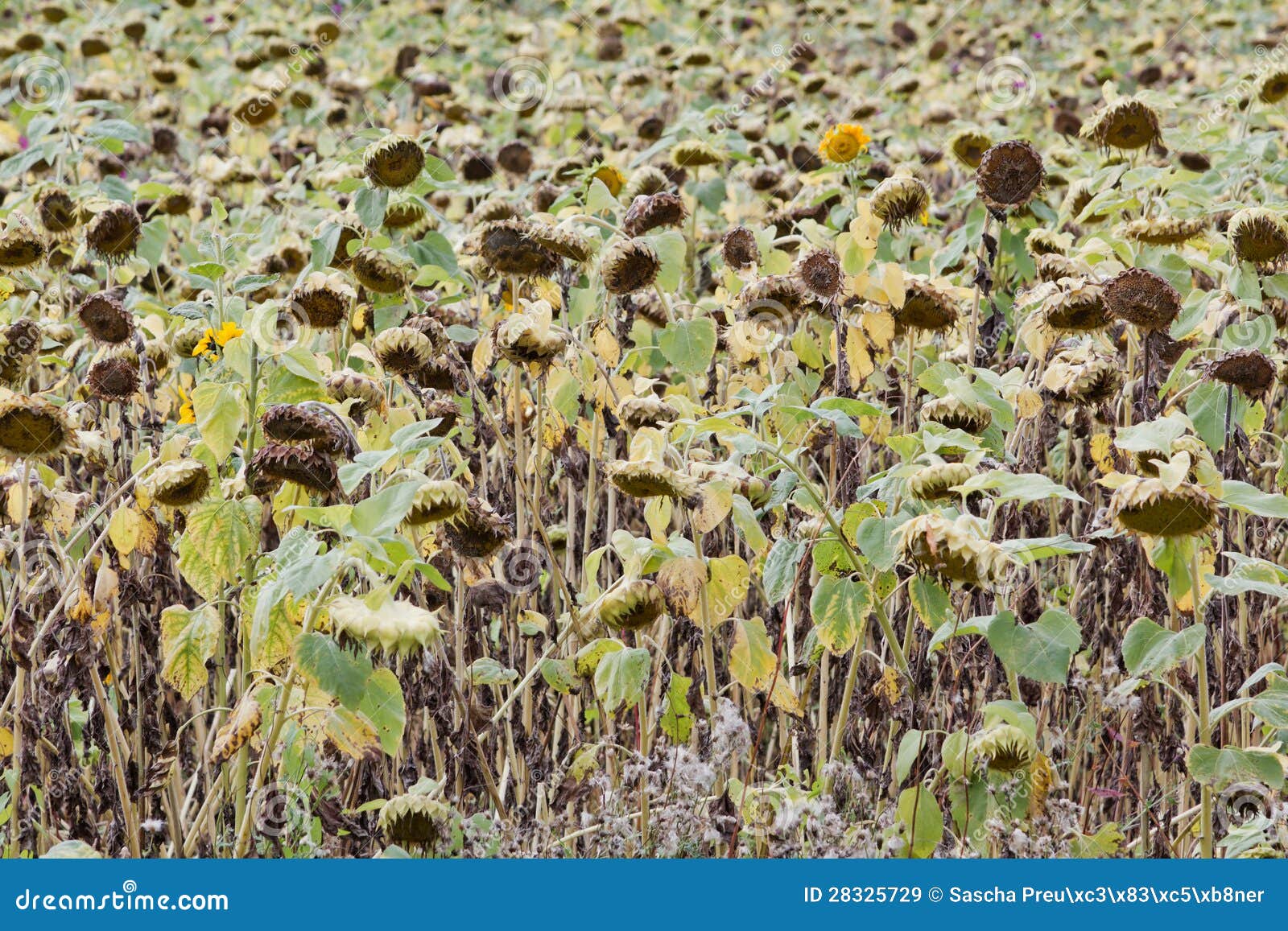 Withered sunflowers stock image. Image of meadow, dead - 28325729