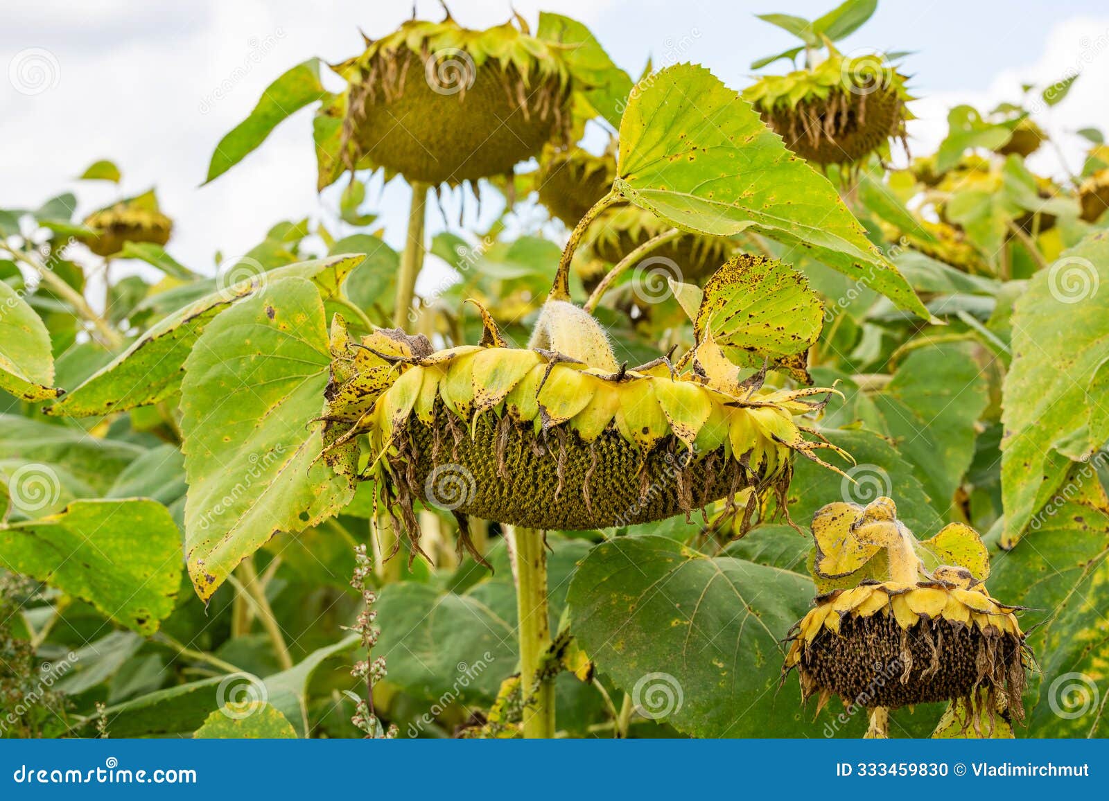 Withered Sunflowers on the Field. Bottom View Stock Photo - Image of ...