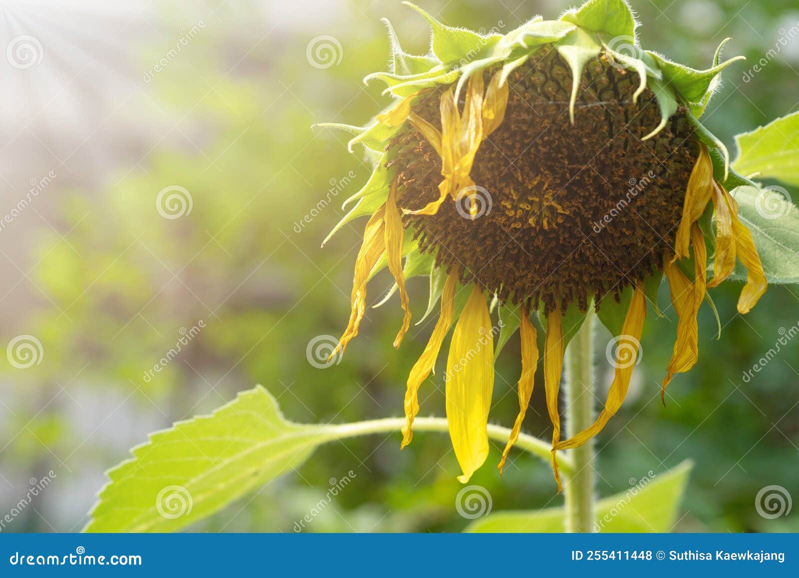 Withered Sunflowers with Sunlight in Tha Garden Stock Photo - Image of ...
