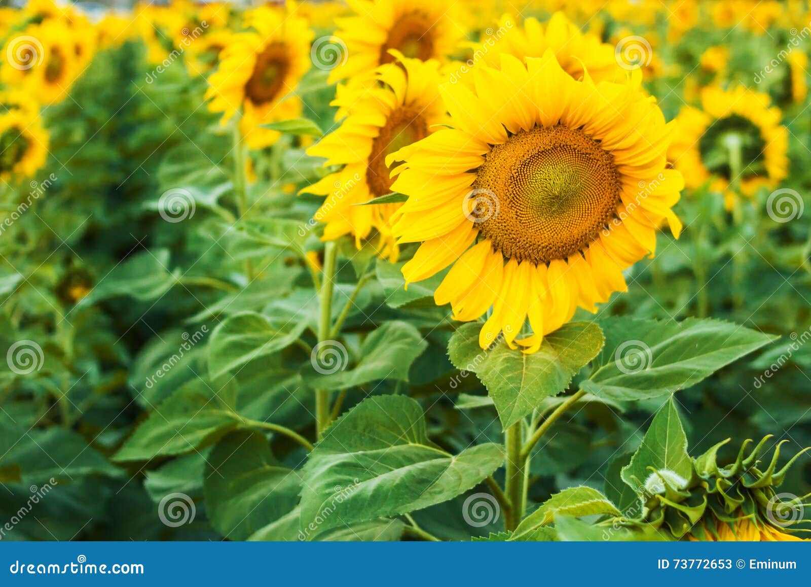 Withered sunflowers stock image. Image of blossom, agriculture - 73772653