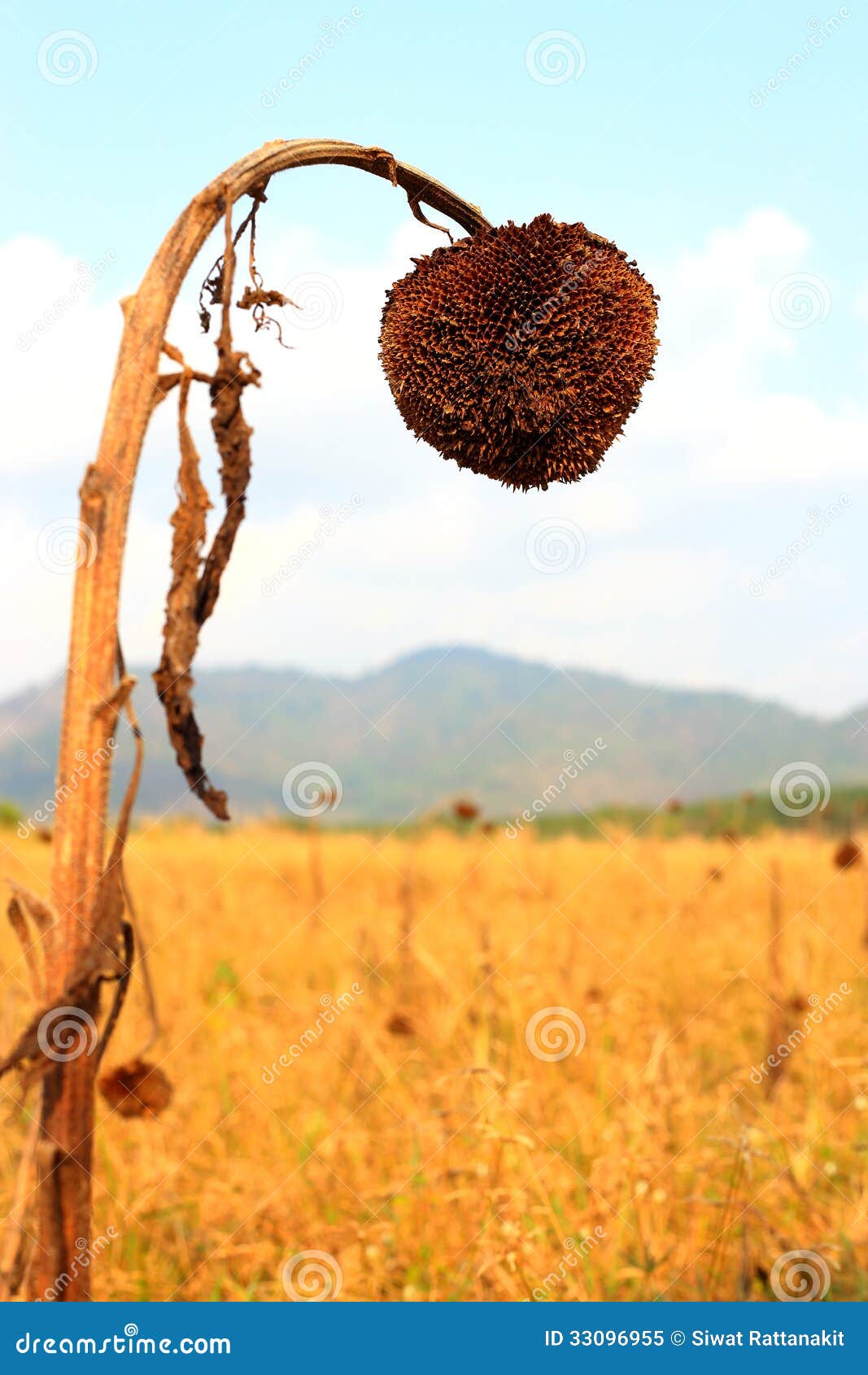 Withered sunflowers stock image. Image of agriculture - 33096955