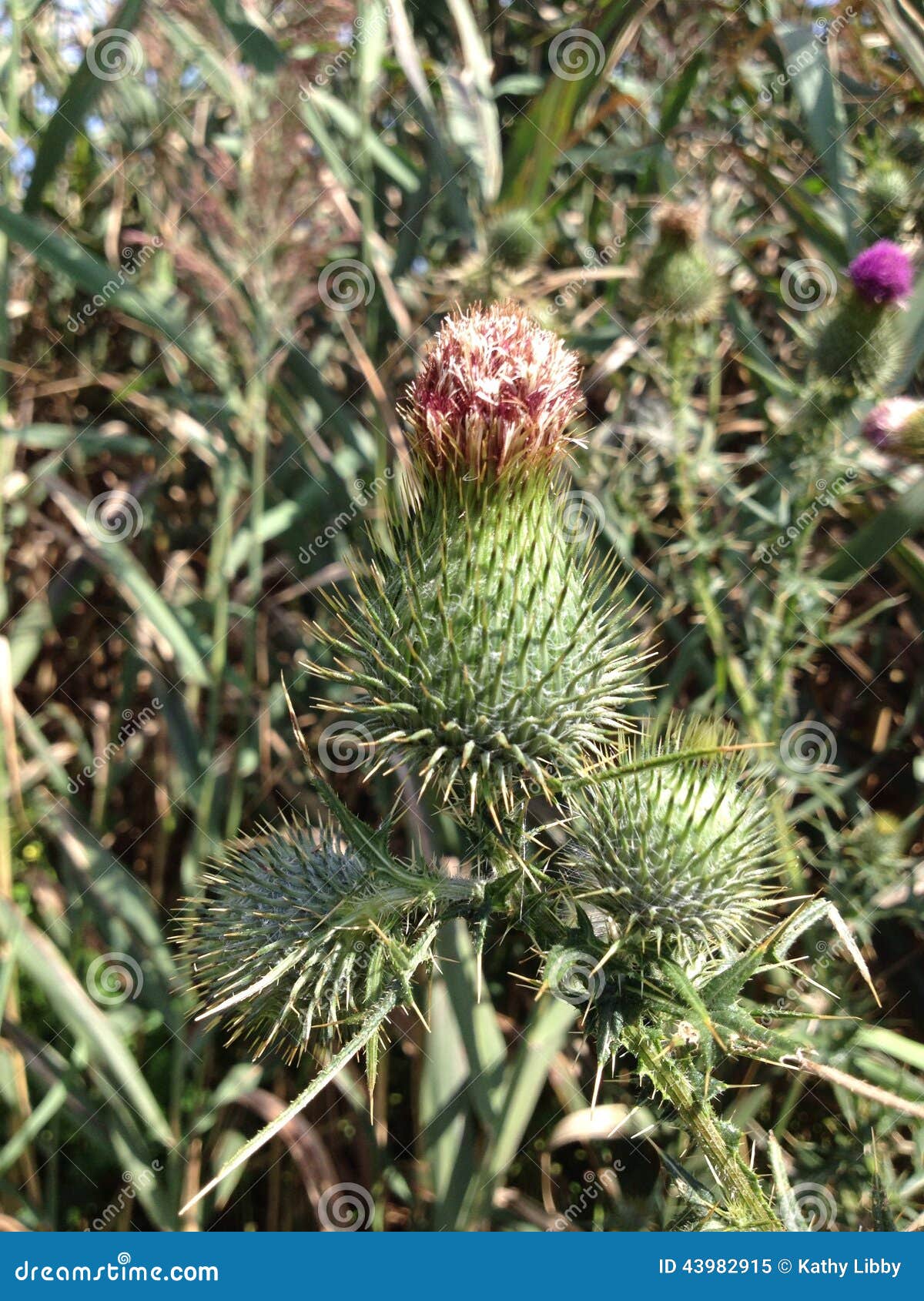 Withered thistle stock image. Image of plant, withered - 43982915