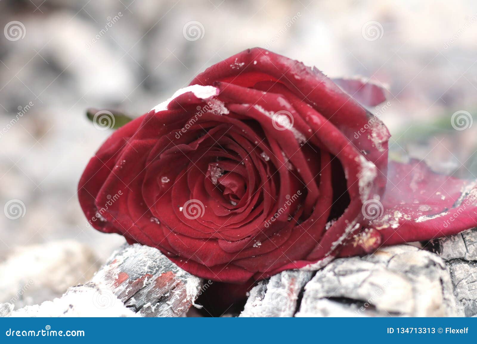 Withered thrown red rose. stock image. Image of gift - 134713313
