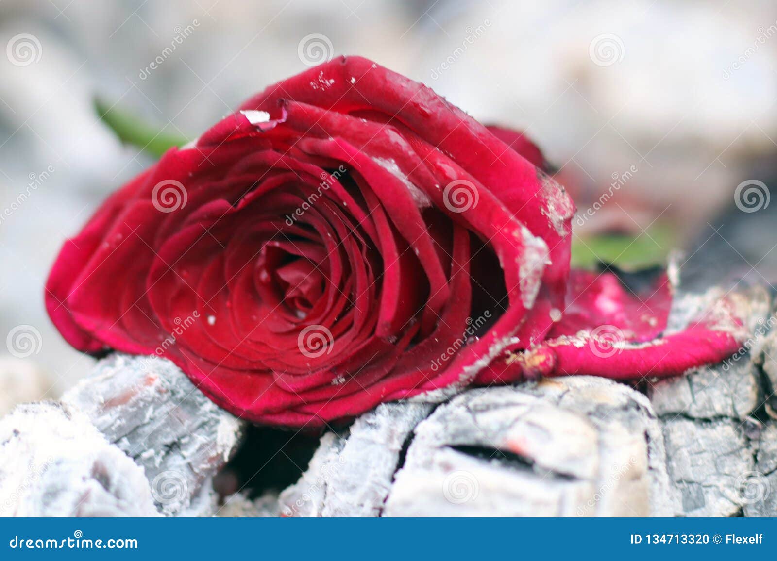 Withered thrown red rose. stock photo. Image of plant - 134713320