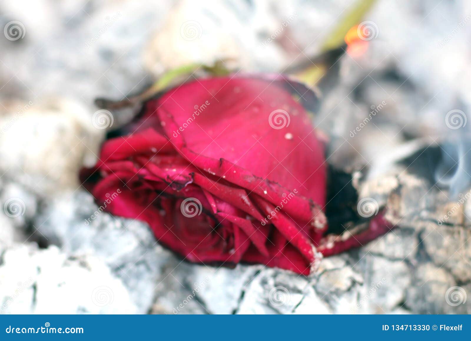 Withered thrown red rose. stock photo. Image of blossom - 134713330