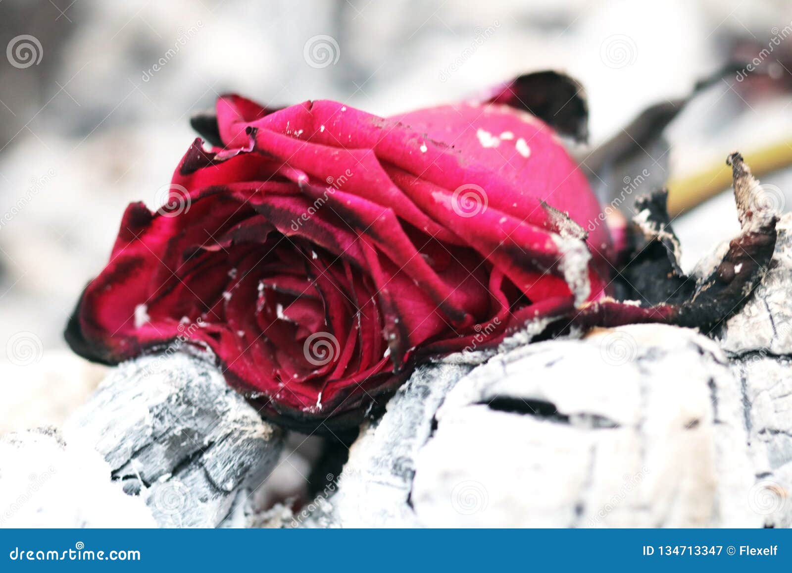 Withered thrown red rose. stock image. Image of decorating - 134713347