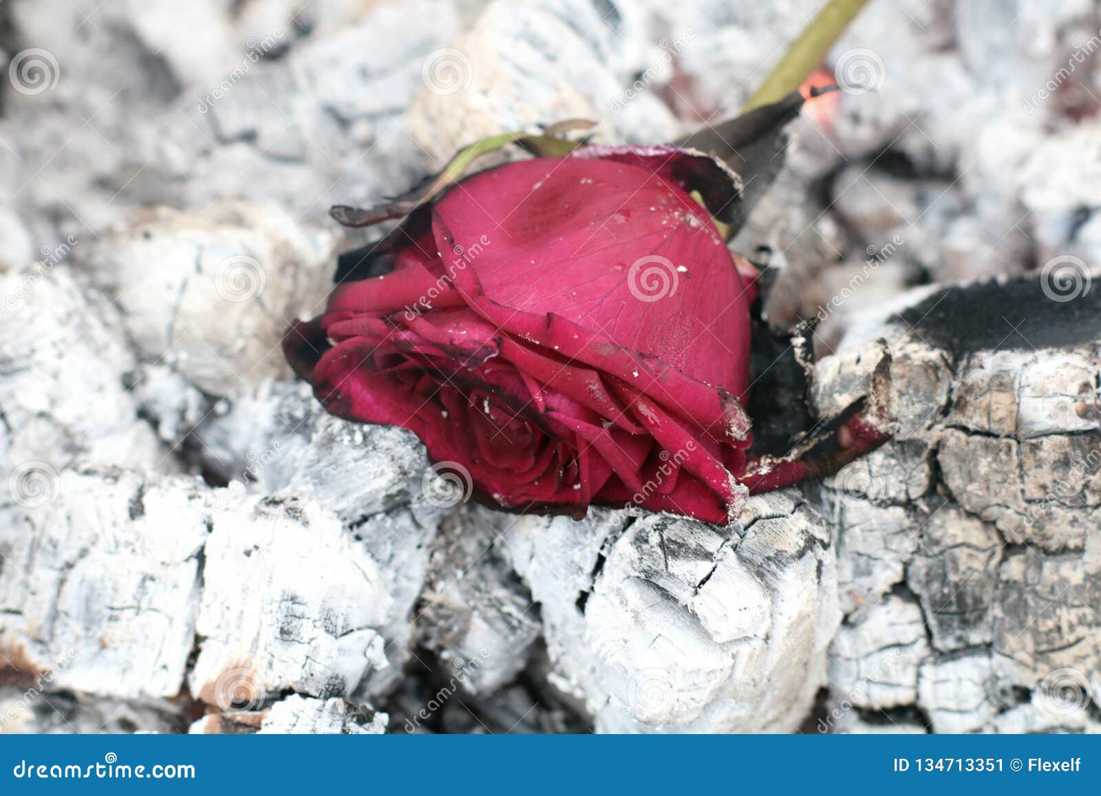 Withered thrown red rose. stock image. Image of decoration - 134713351