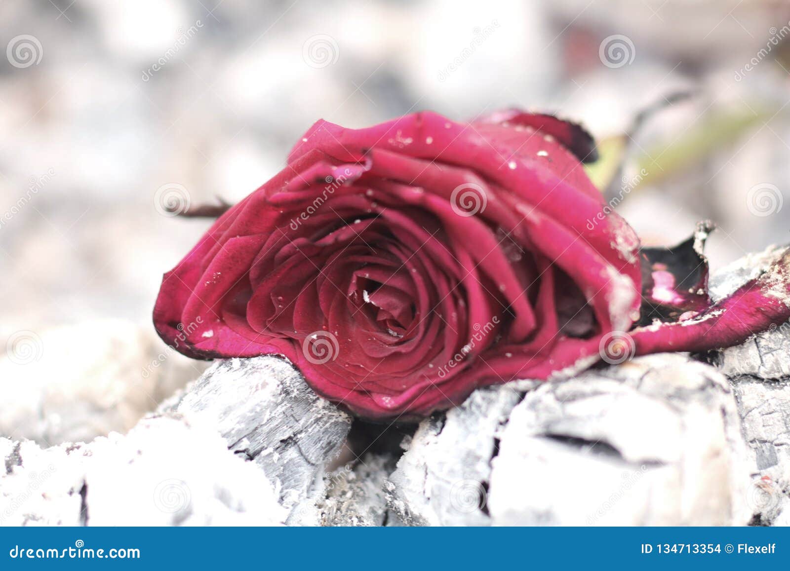 Withered thrown red rose. stock photo. Image of contemplation - 134713354