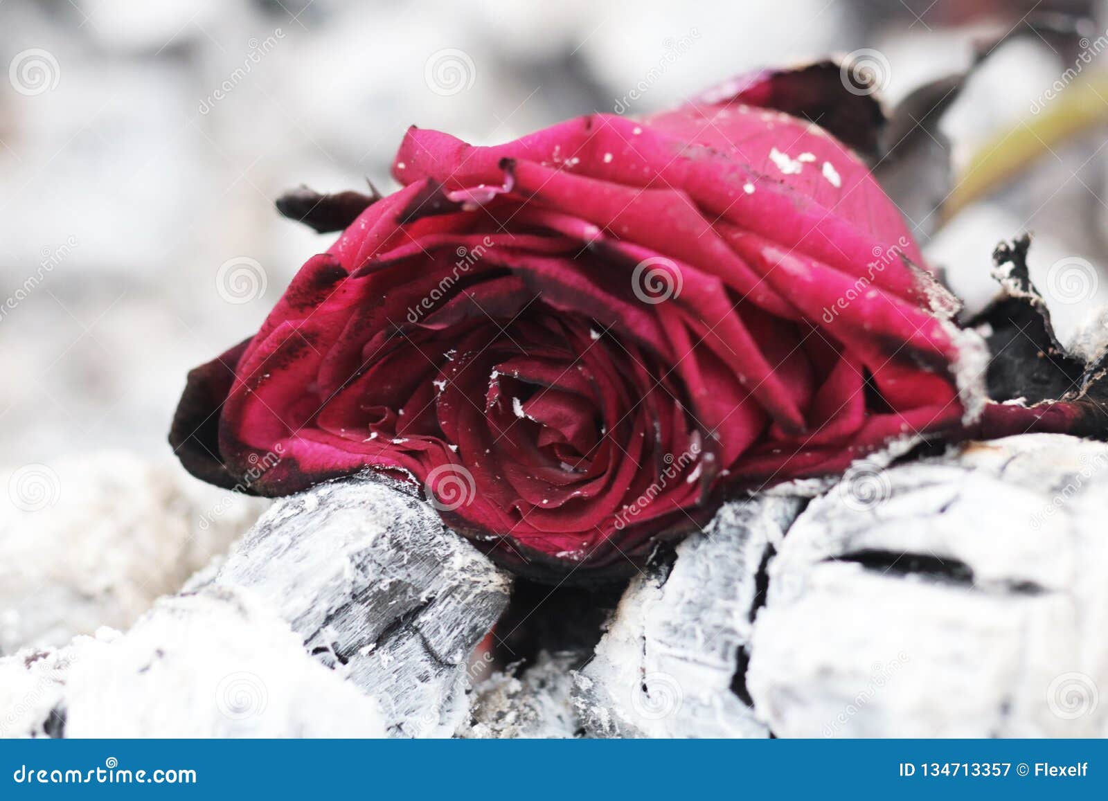 Withered thrown red rose. stock image. Image of anniversary - 134713357