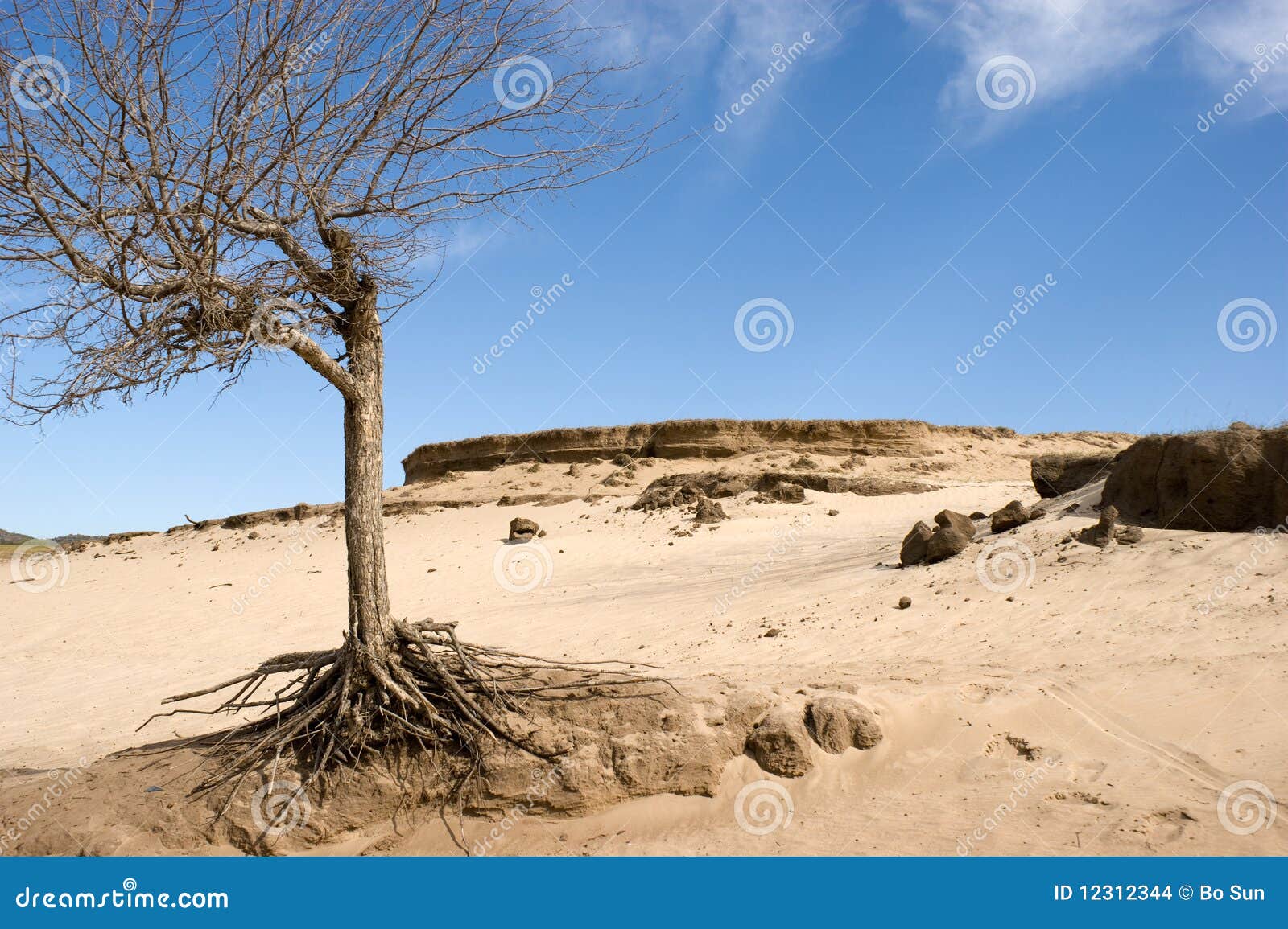 Withered Tree stock photo. Image of tree, autumn, withered - 12312344