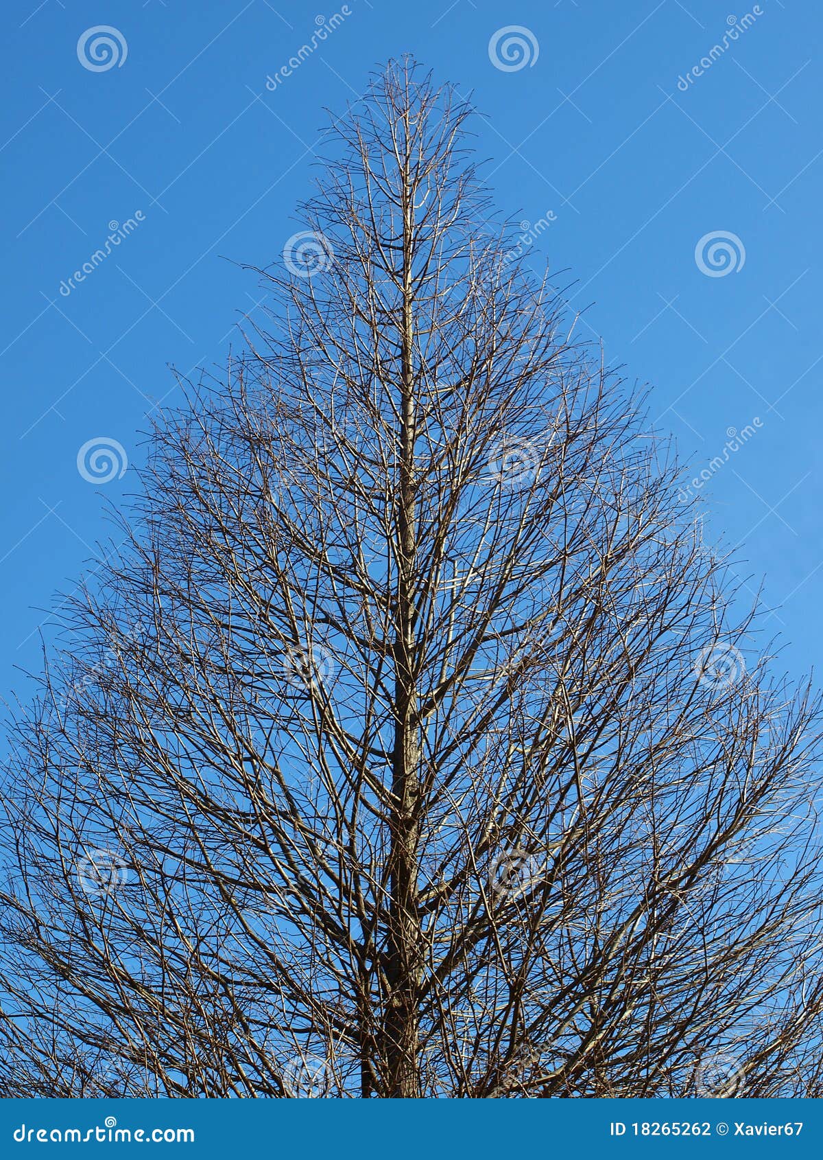 Withered tree stock photo. Image of deciduous, bald, contour - 18265262