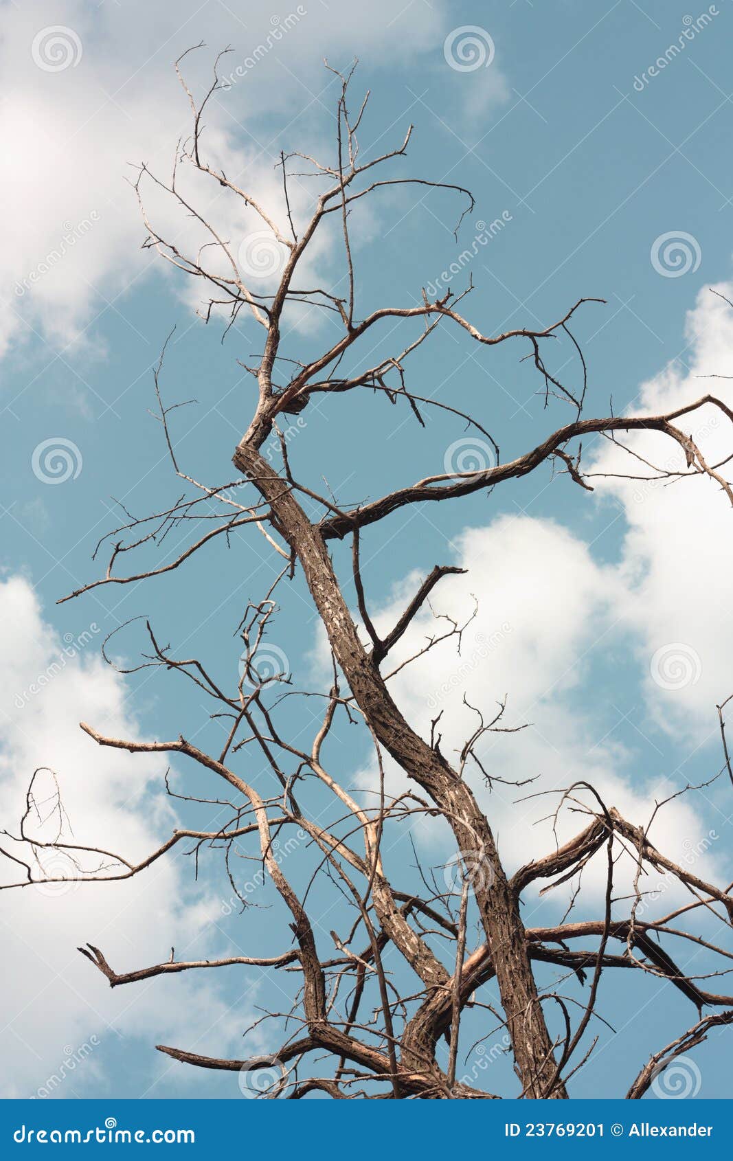 Withered tree stock image. Image of wood, barren, withered - 23769201