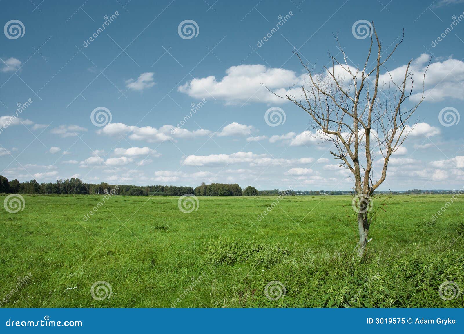 Old Withered Tree Royalty-Free Stock Photography | CartoonDealer.com ...