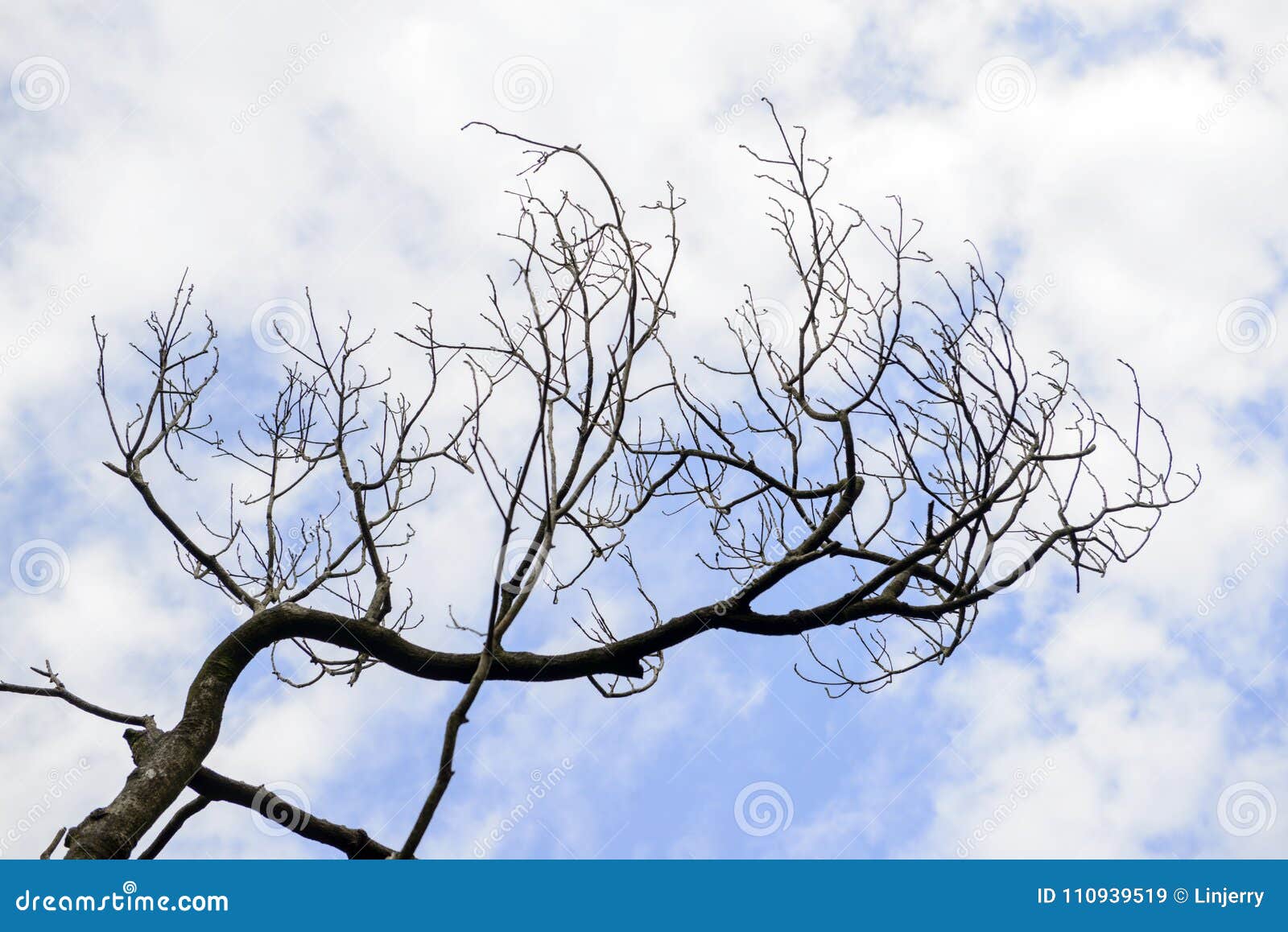 Withered Tree Against Blue Sky and White Clouds. Withered Tree Stock ...