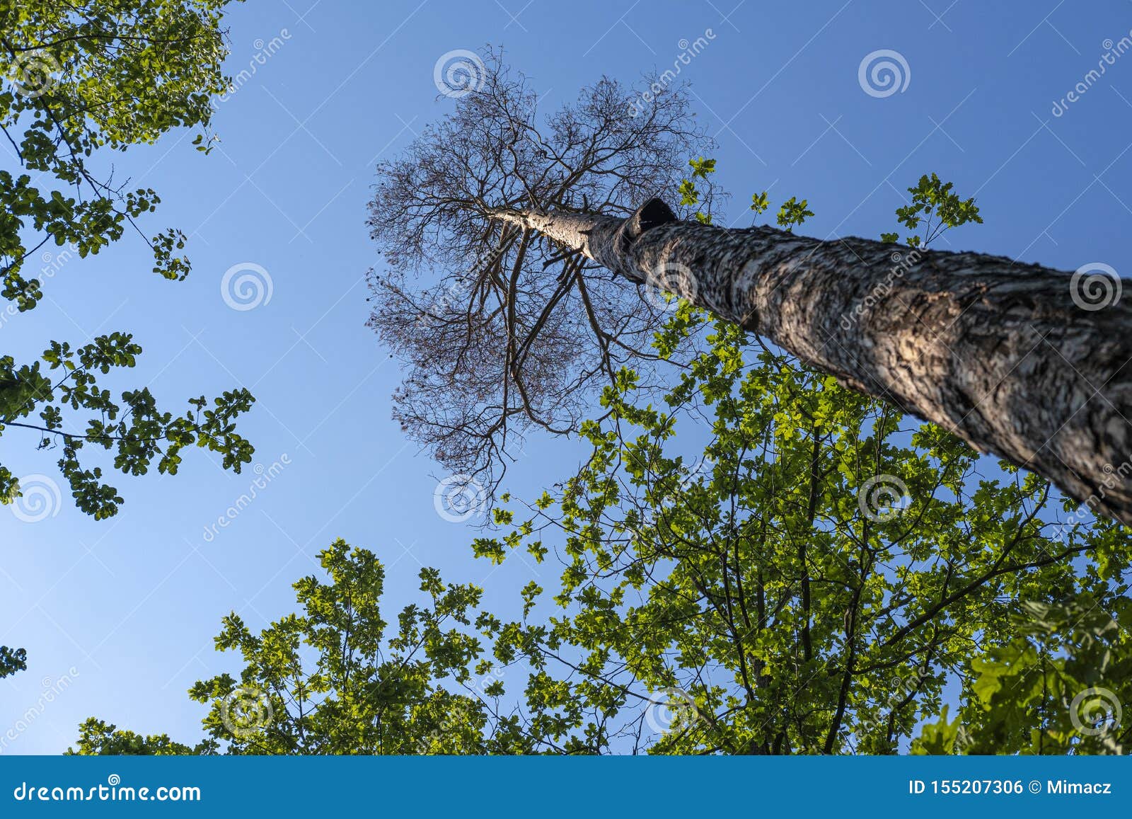 Withered Tree Silhouette And Sky At Night Royalty-Free Stock ...