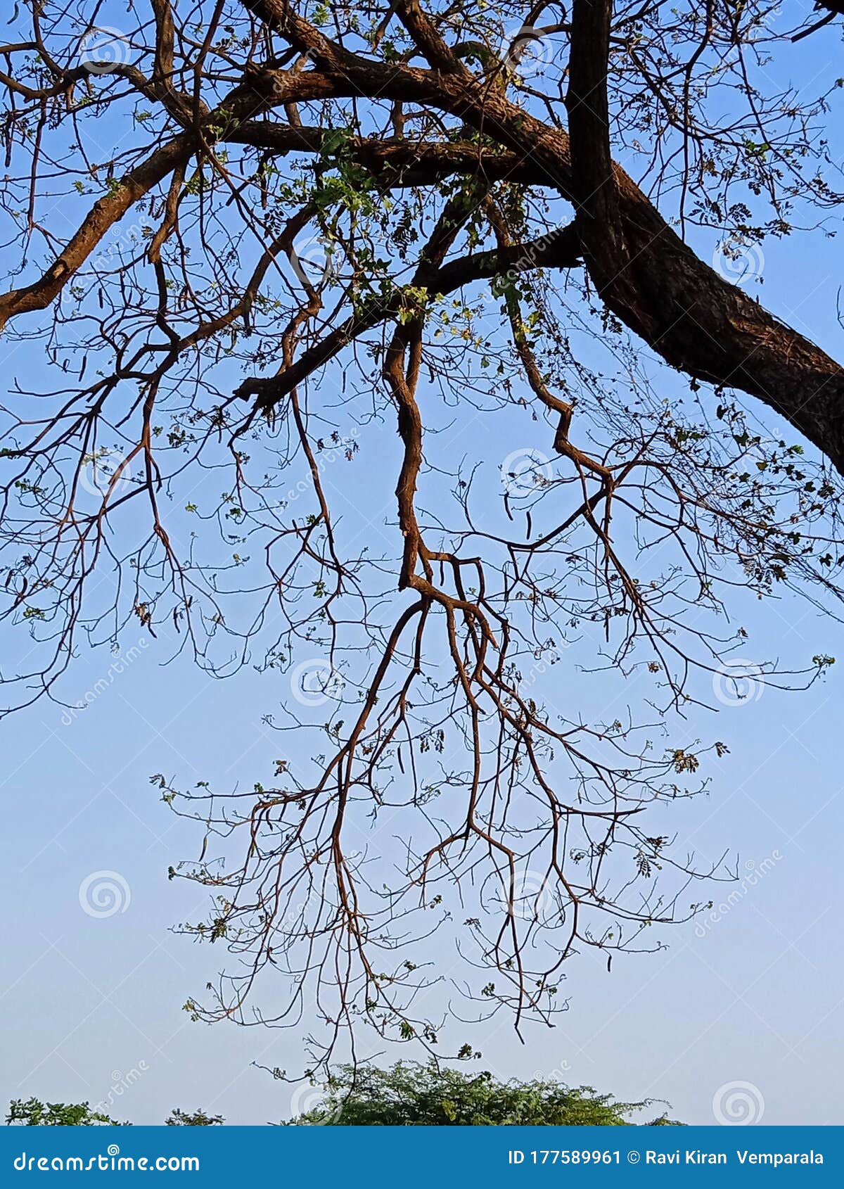 Withered Tree in a Autumn Season Stock Image - Image of banyan, autumn ...