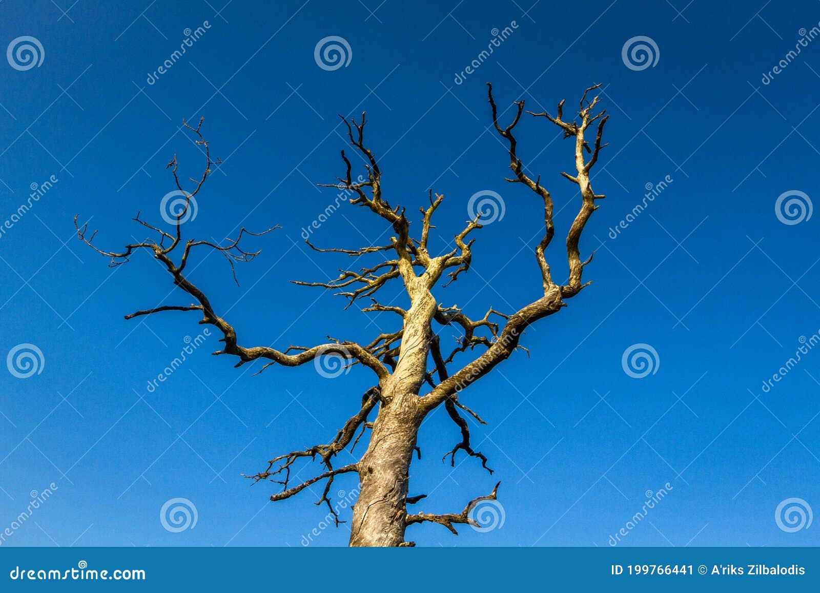 Withered Tree on a Background of Blue Sky Stock Image - Image of birds ...